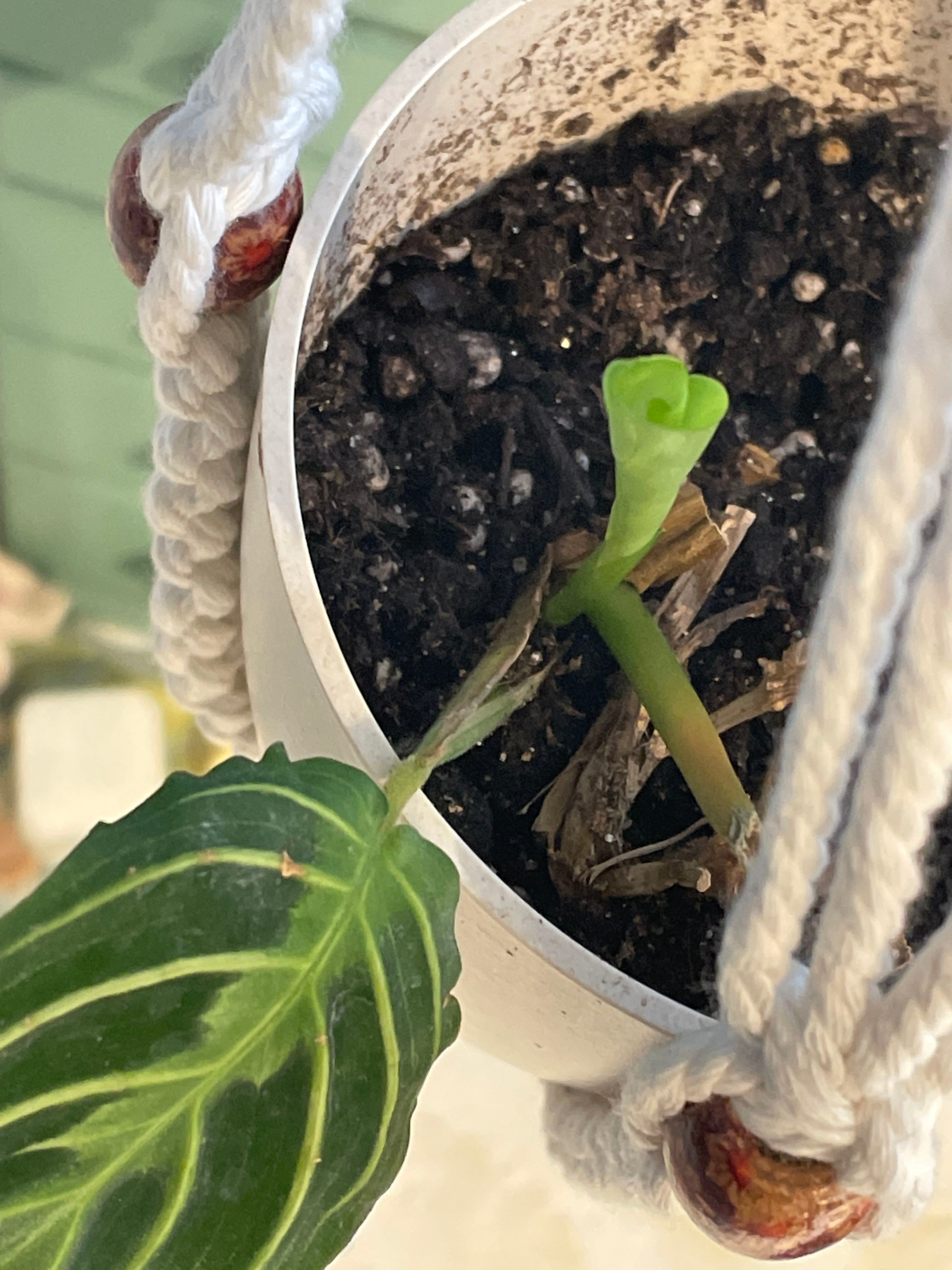 Elsa's prayer plant new leaf opening! 😀