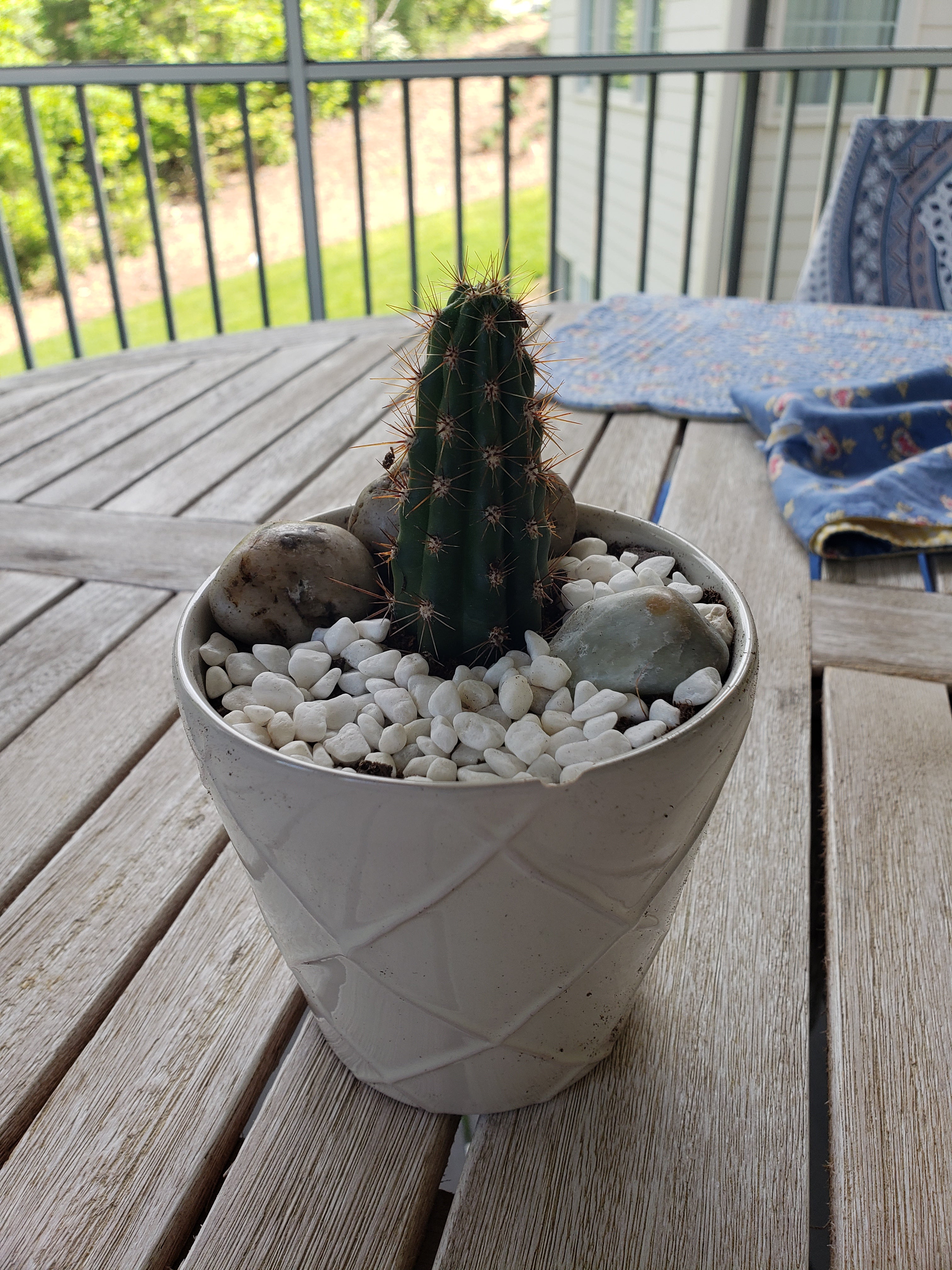 Toothpick Cactus Plant Care: Water, Light, Nutrients | Greg App 🌱