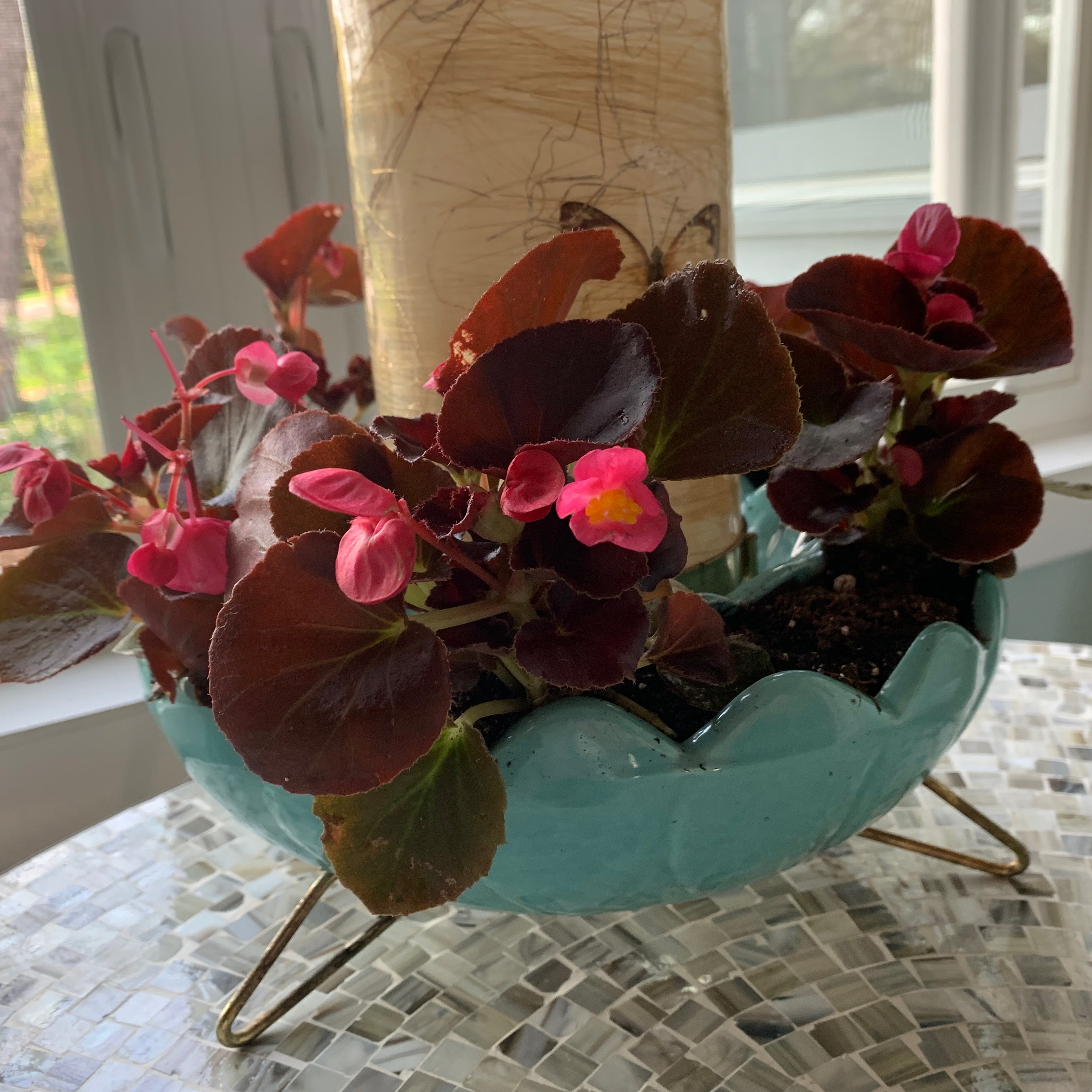 How Much Sunlight For Your Clubed Begonia