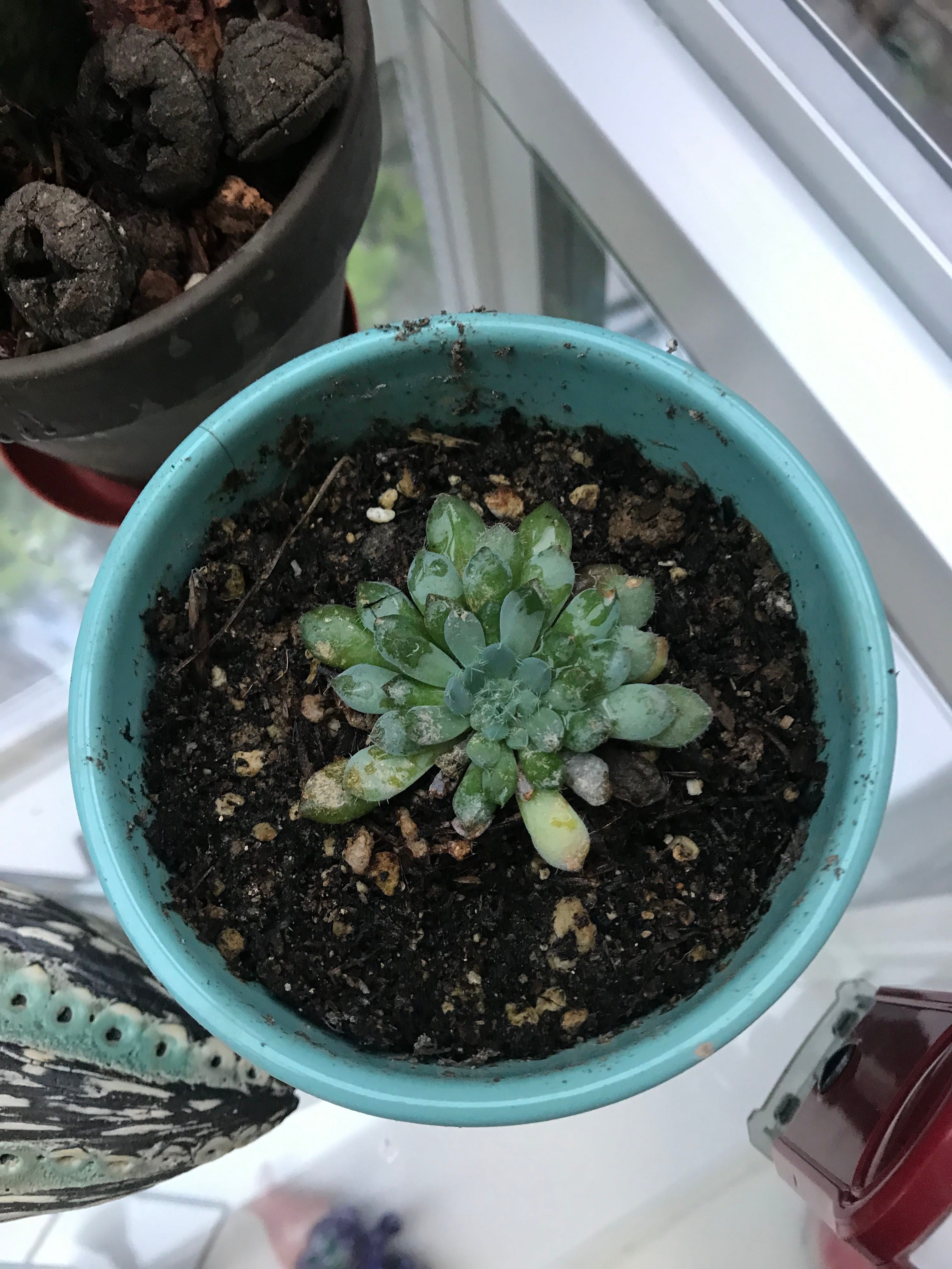 🌵 How Big Your Full Grown Echeveria 'Tippy' Can Get