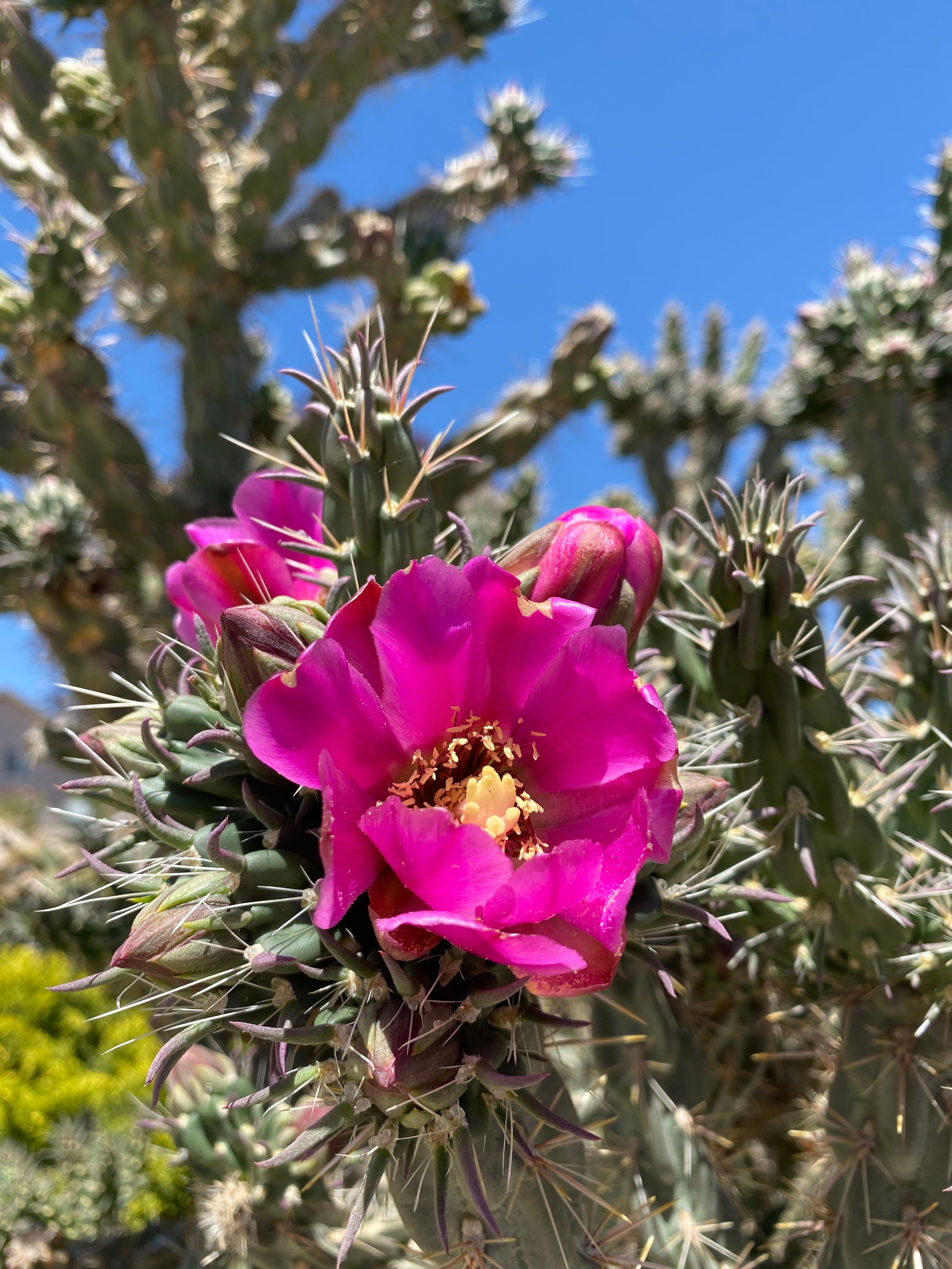 Spring arrival: cactus blooms and baby birds