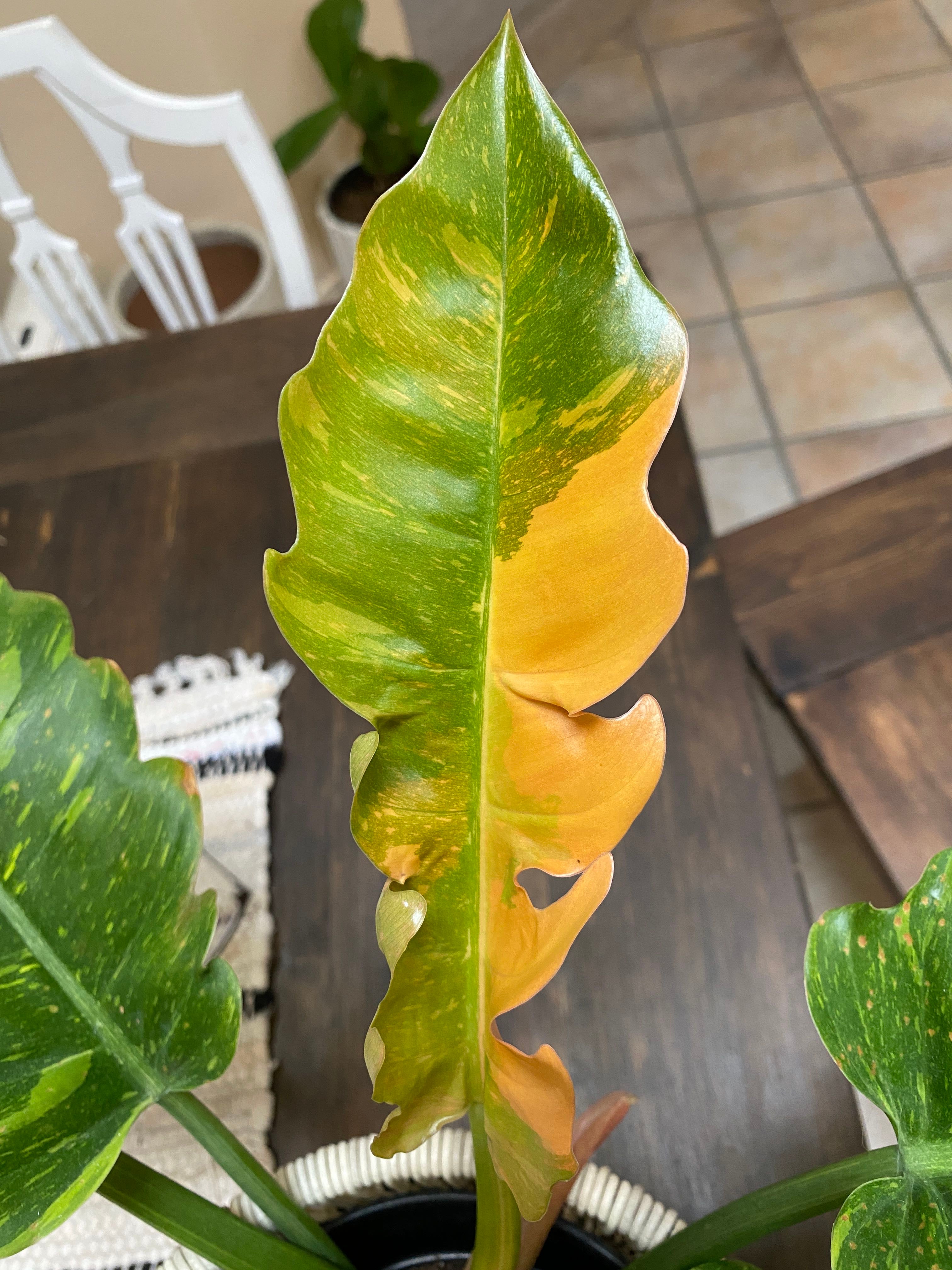 🌡 What Is A Good Temperature Range For My Philodendron 'Rio'?