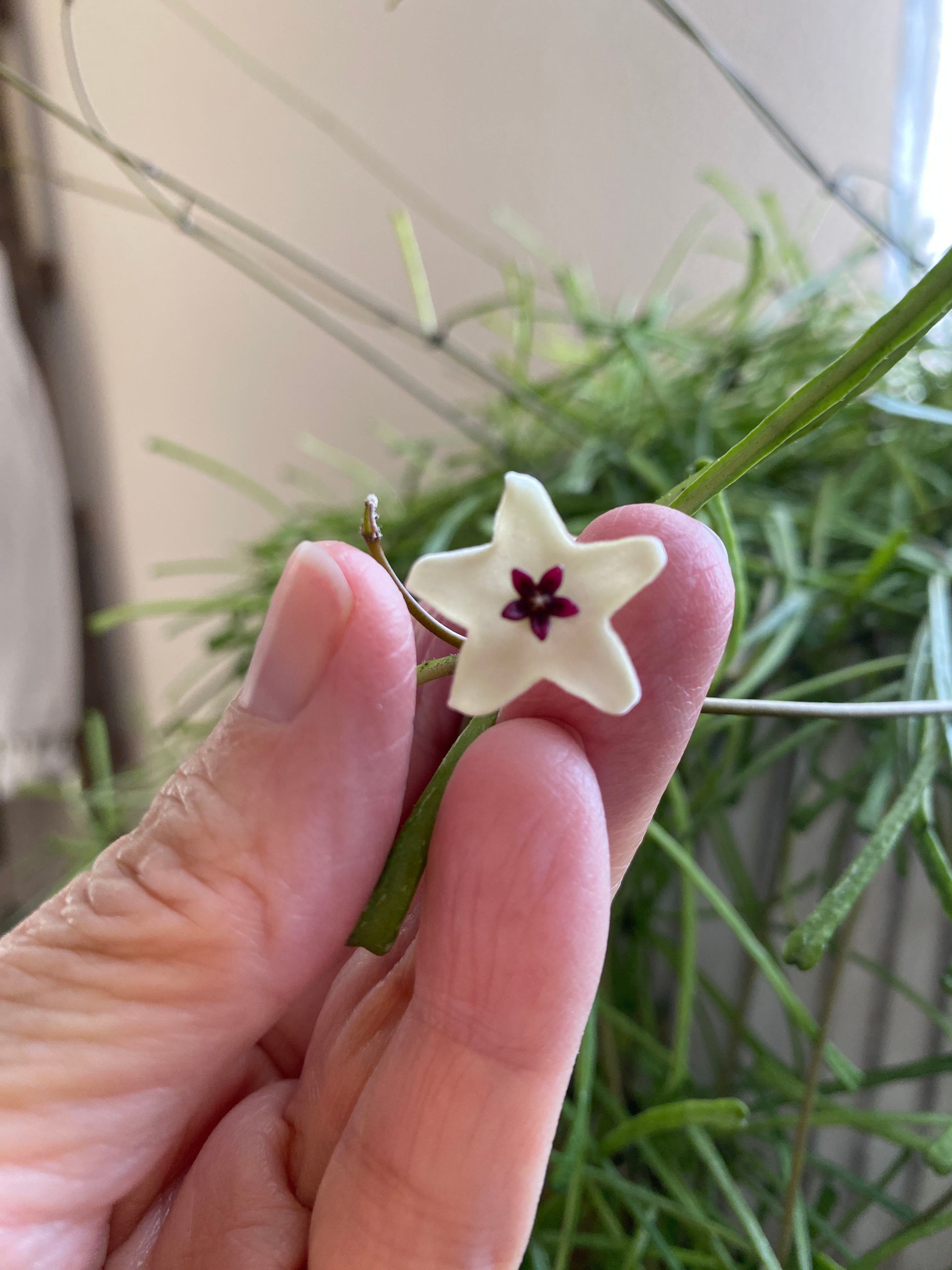 Your Hoya 'Mathilde''s Light Requirements