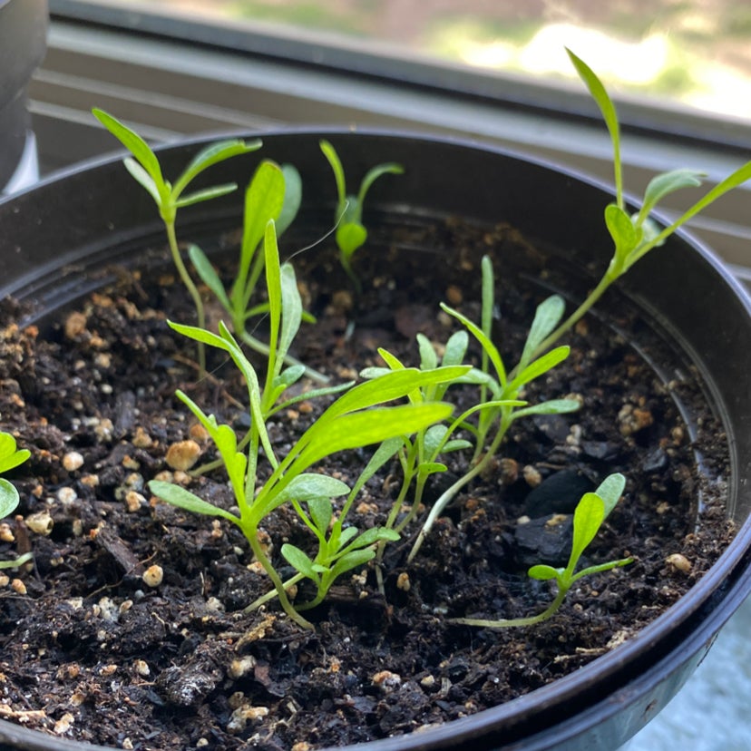 Shasta Daisy Fertilizer: How and When to Use It