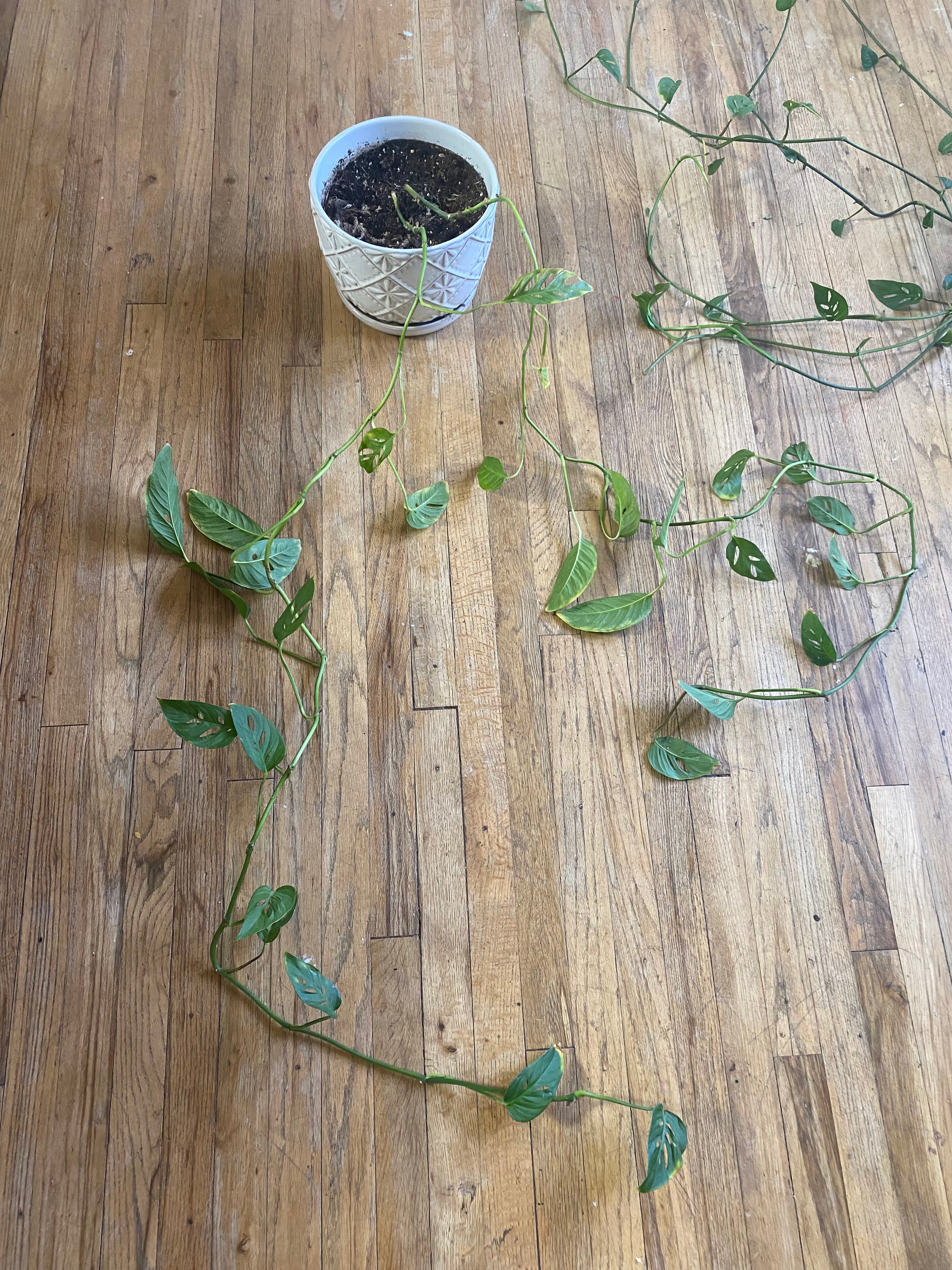 How to Care for Window Leaf: Mastering Water, Sunlight & More