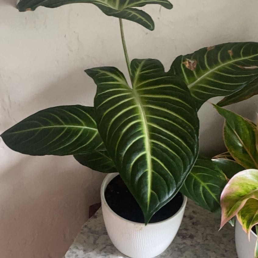 Diagnosing xanthosoma angel wings root rot