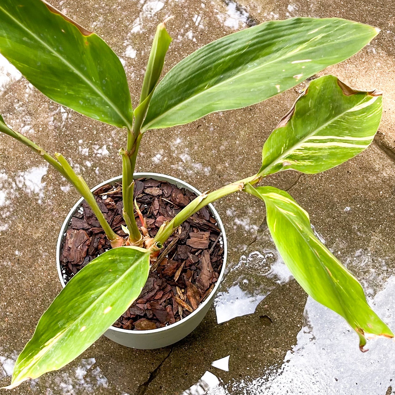 How to Fertilize Your Variegated Shell Ginger