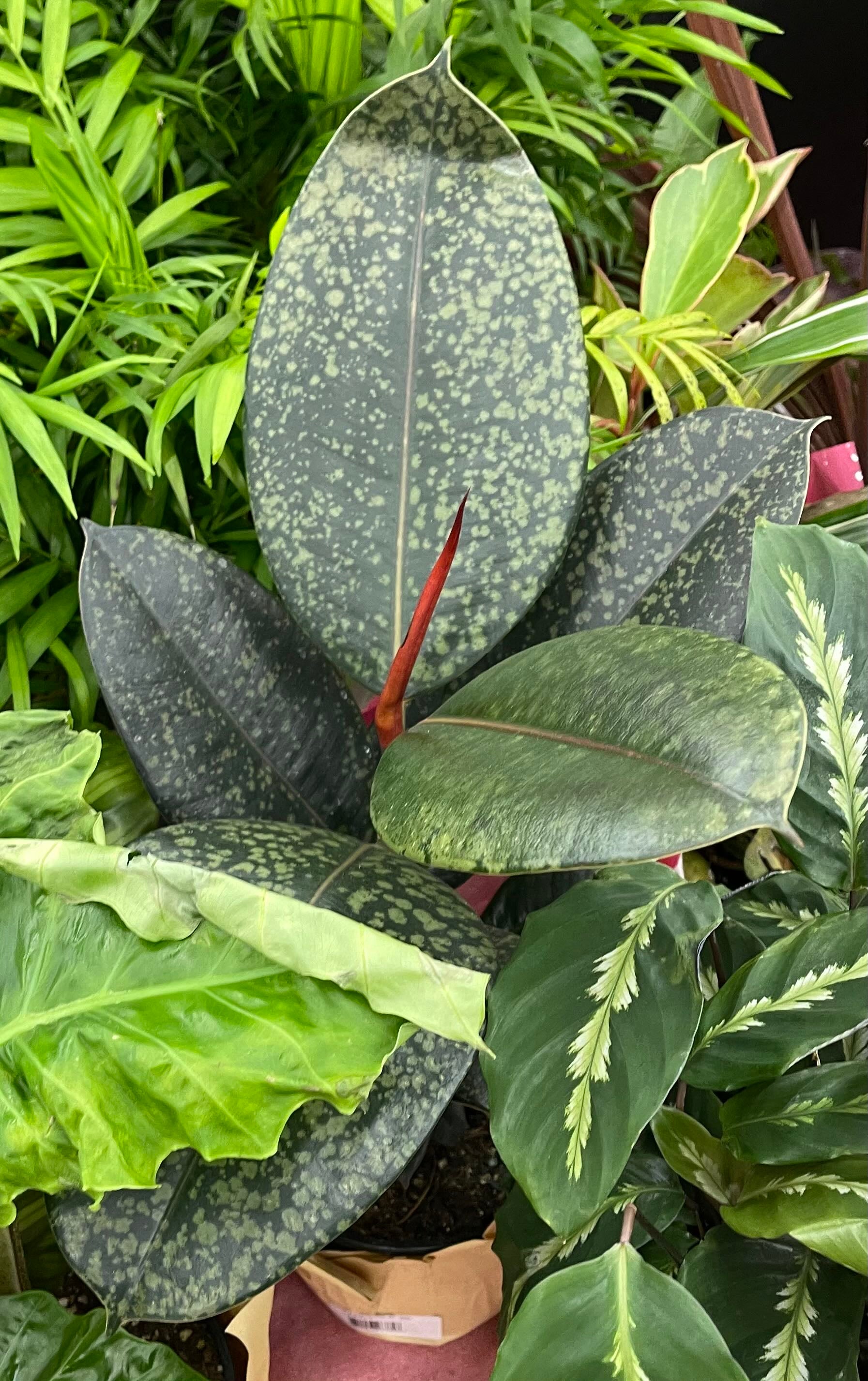 Keep Your Tricolor Rubber Tree Alive: Light, Water & Care Instructions