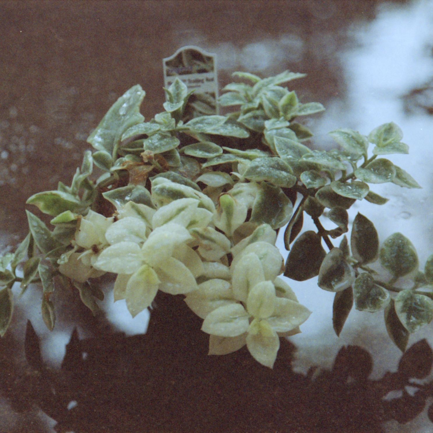 Keep Your mezoo trailing red Alive: Light, Water & Care Instructions