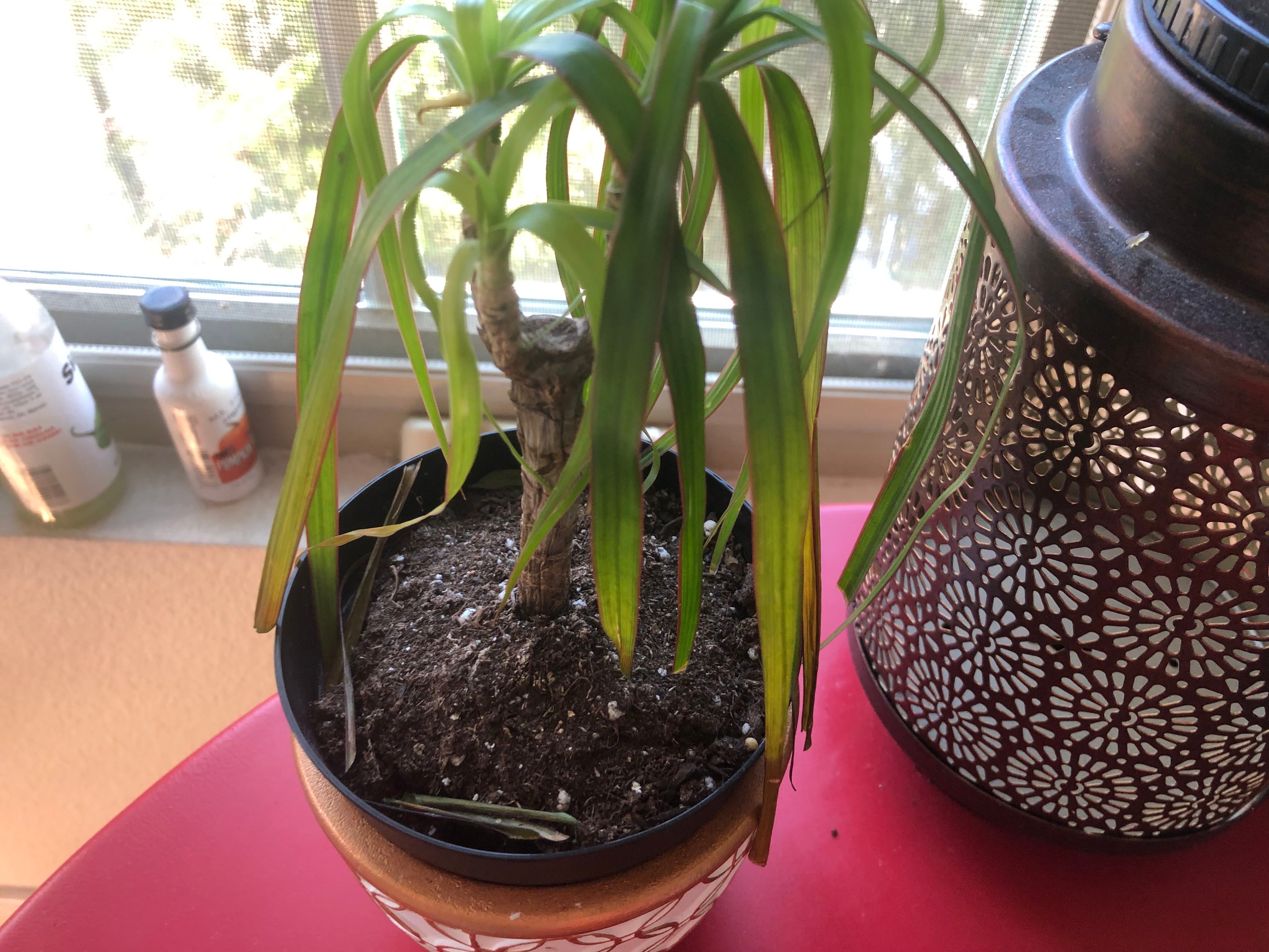 Propagating Open Weave Dragon Tree: The Ultimate Guide