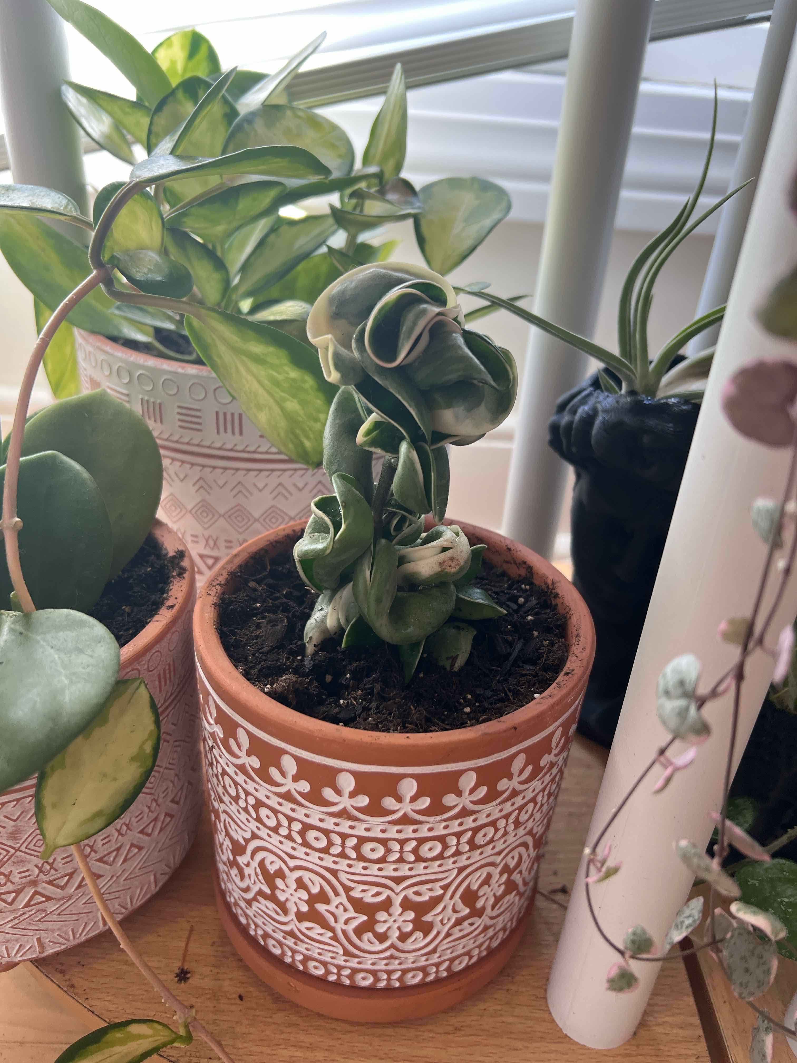 How Do I Cure variegated hoya carnosa 'compacta' root rot?