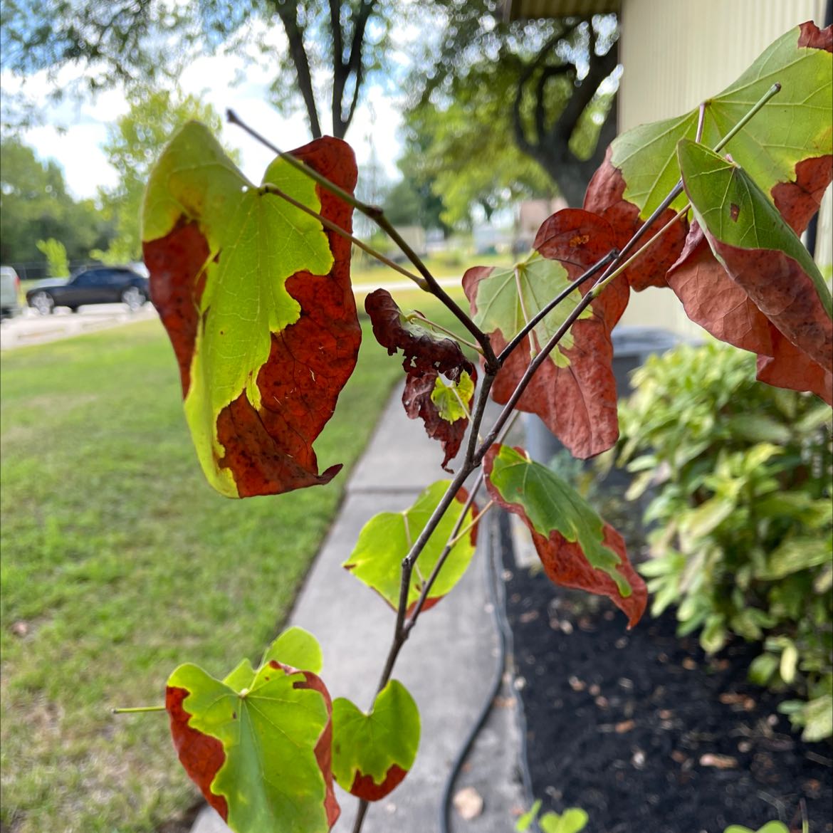 Why Are There Brown Spots on My Eastern Redbud Leaves?