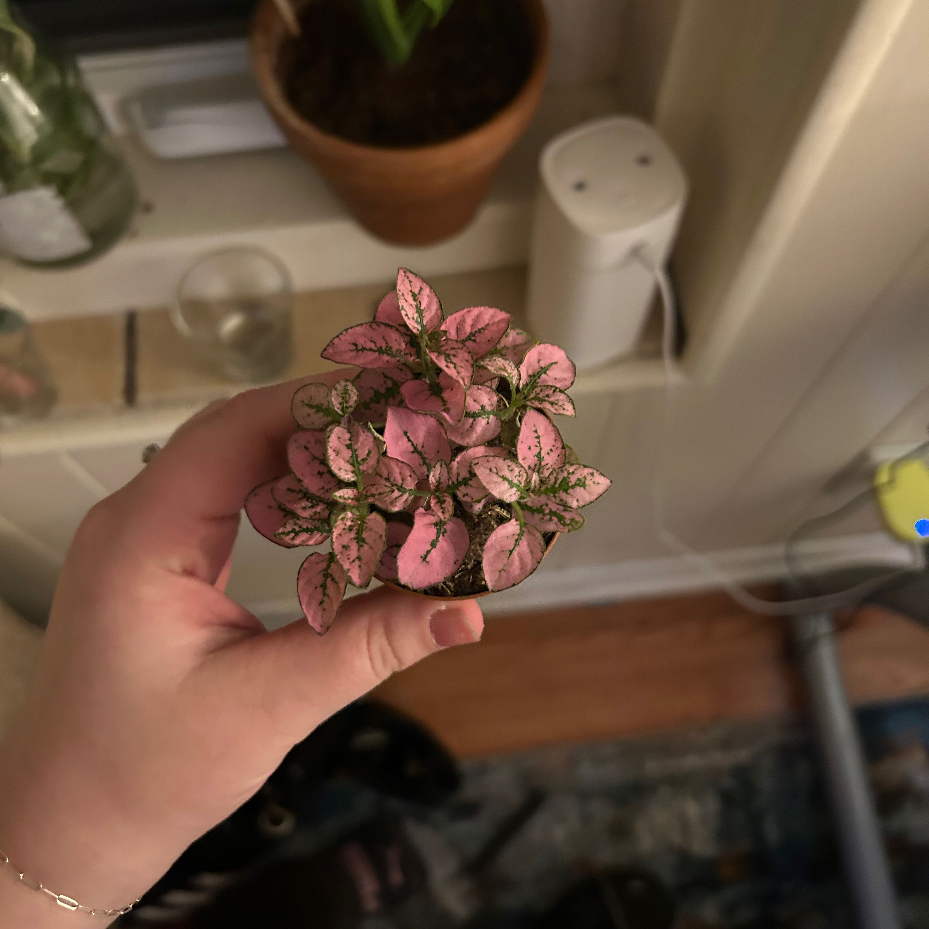 Cleopatra | A plant by @DollRuby on Greg