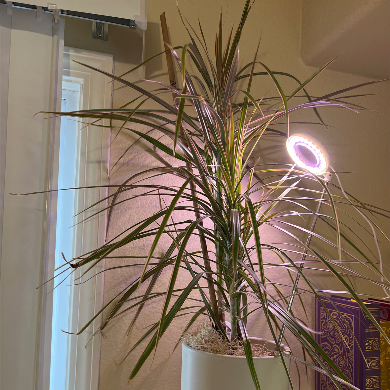 Black Spots on My Madagascar Dragon Tree Leaves