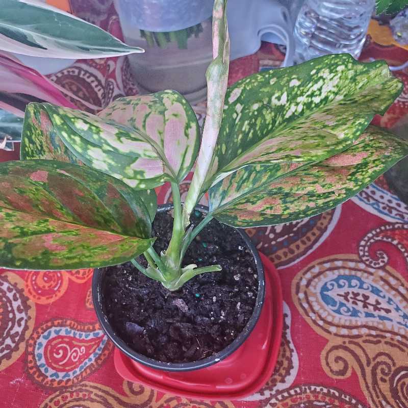 The Complete Pink Princess Aglaonema Plant Care Guide: Water, Light ...