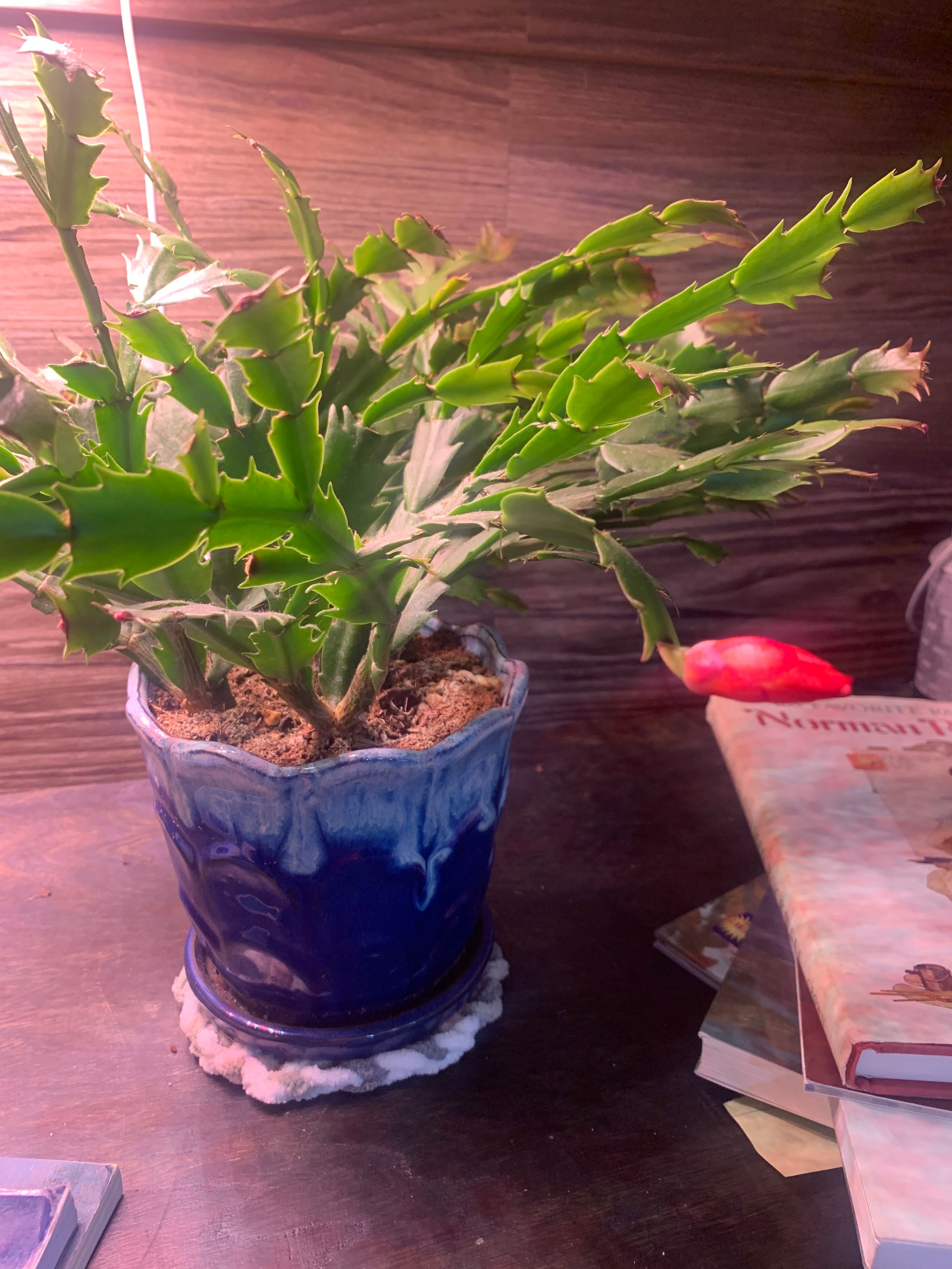 False Christmas Cactus: How Much Water & Light Does it Need to Thrive?