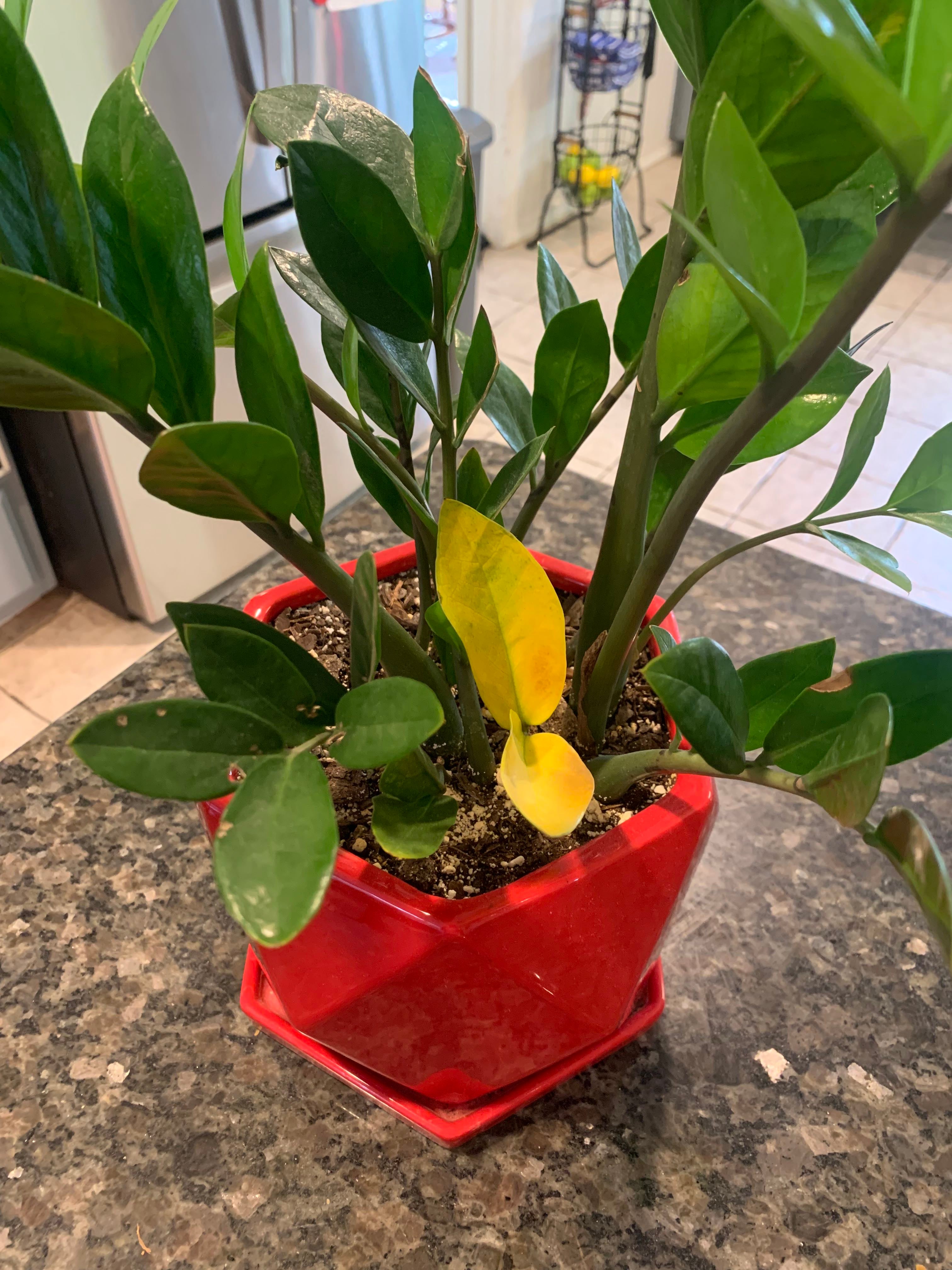 What Do ZZ Plant Flowers Mean?