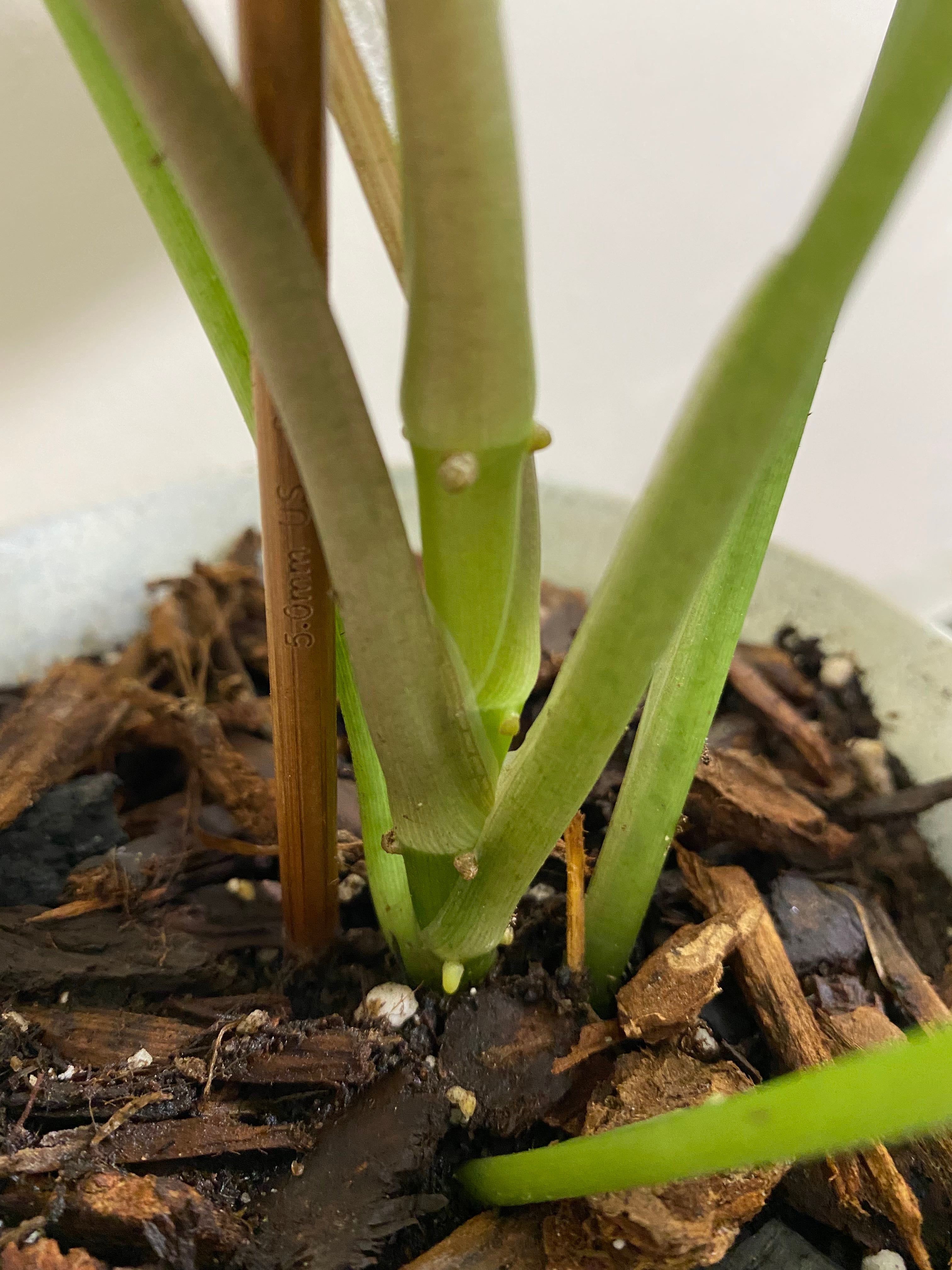 What are these bumps on the stem of my arrowhead? It has ...