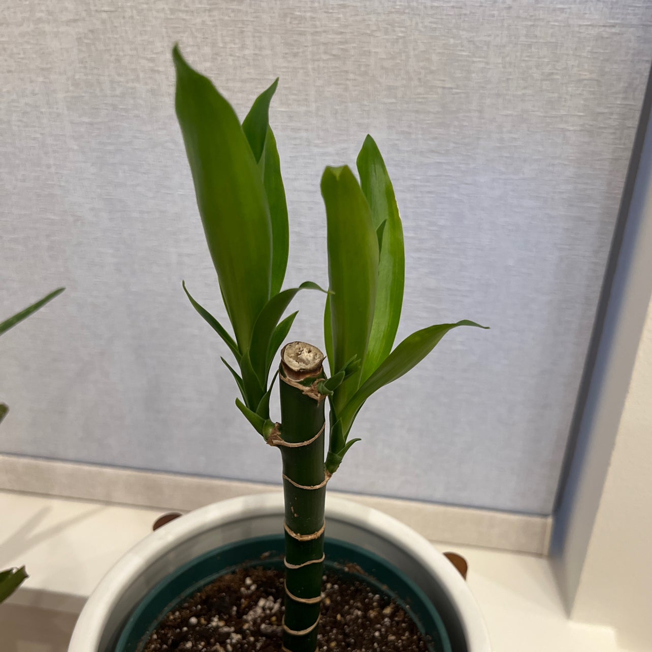 Best Potting Soil Mix for Dracaena 'Lisa'