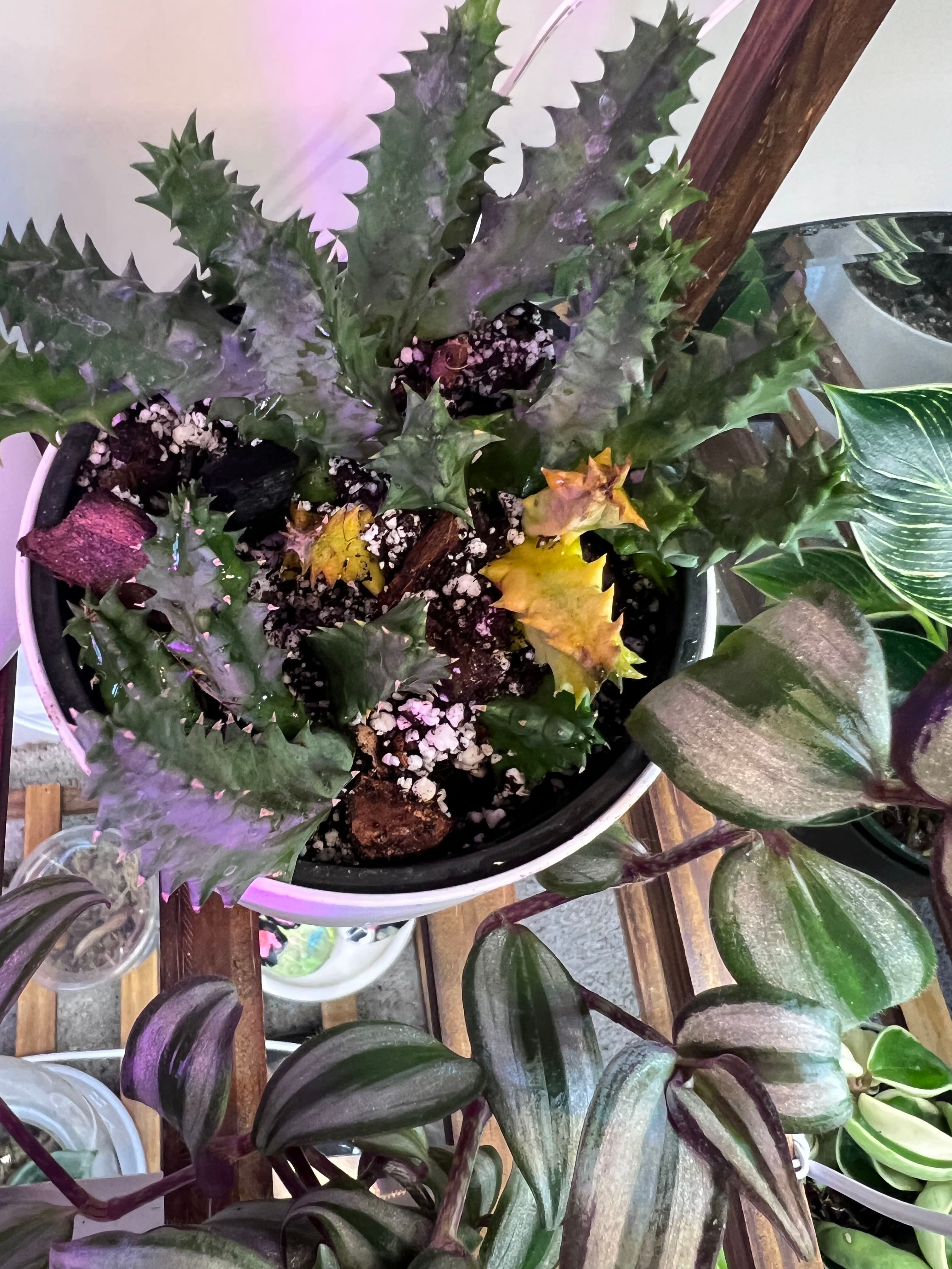 Red Dragon Flower Care 101: Water, Light & Growing Tips