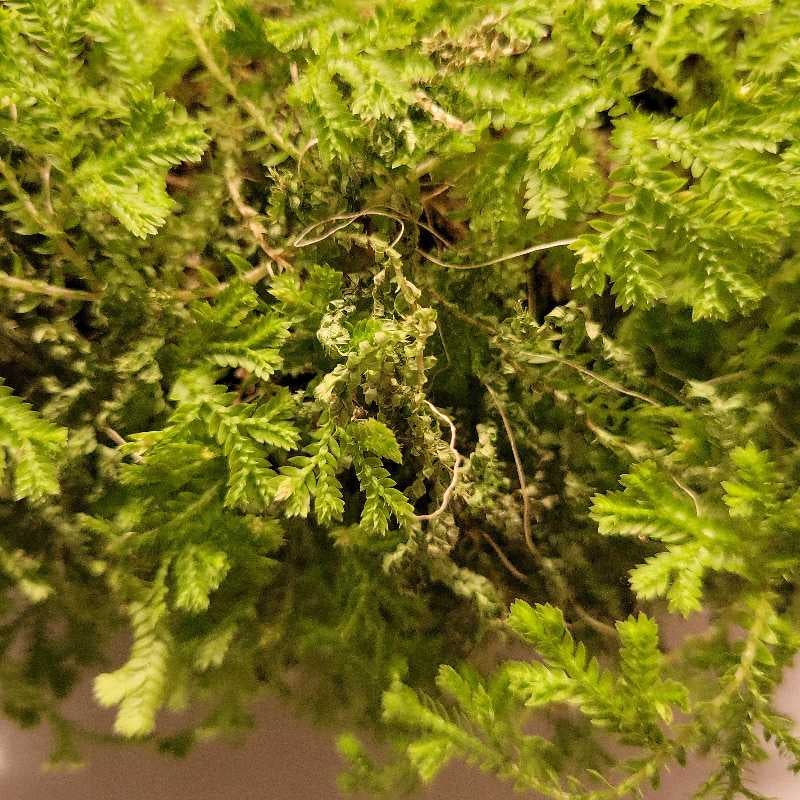 How to Care for Club Moss: Mastering Water, Sunlight & More