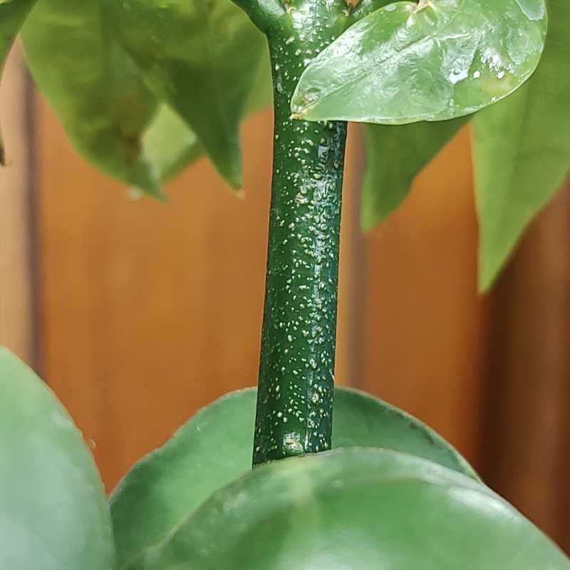 5 Tips for Healthy Black Bean Tree Roots 🌳