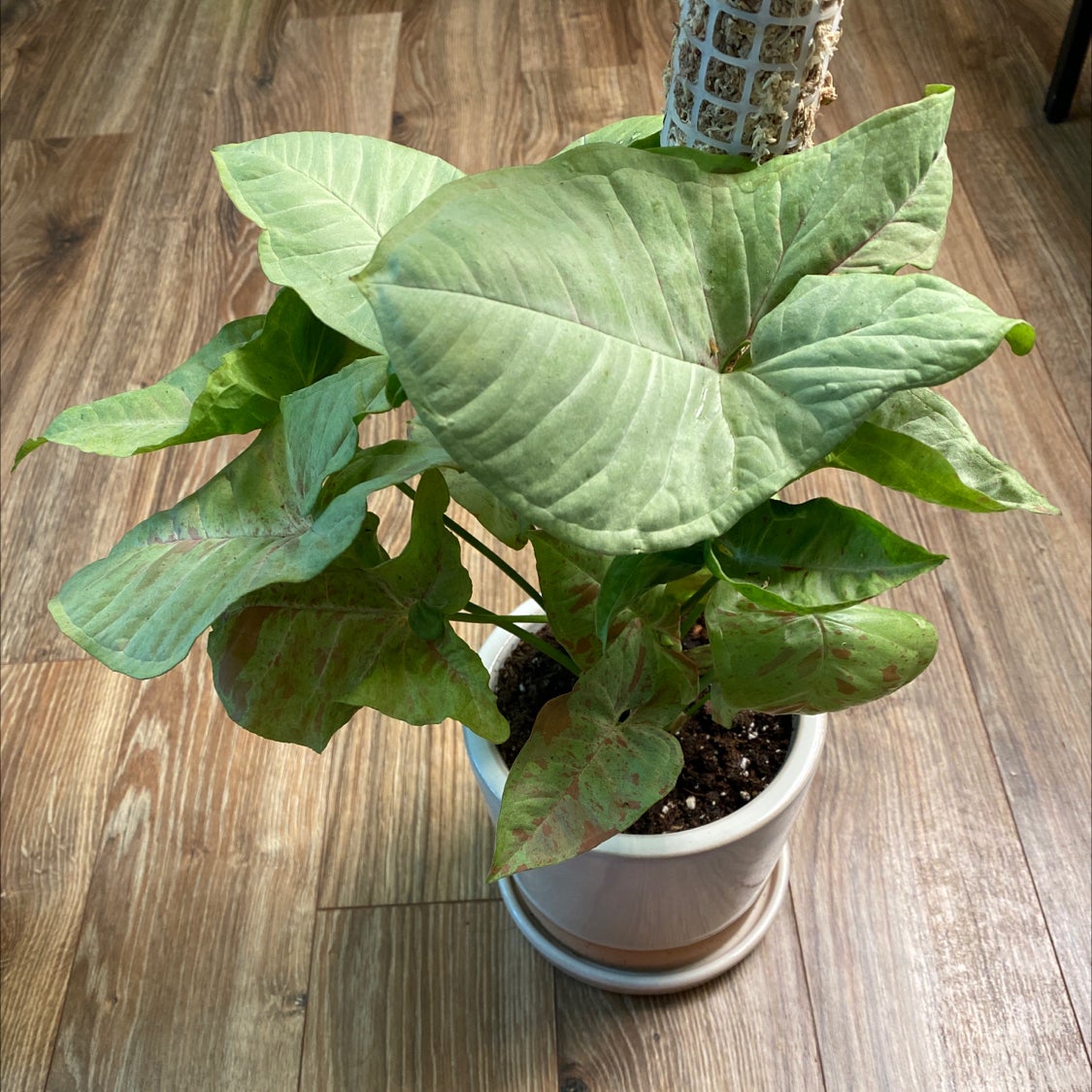 Light Requirements For Your Syngonium 'Milk Confetti'