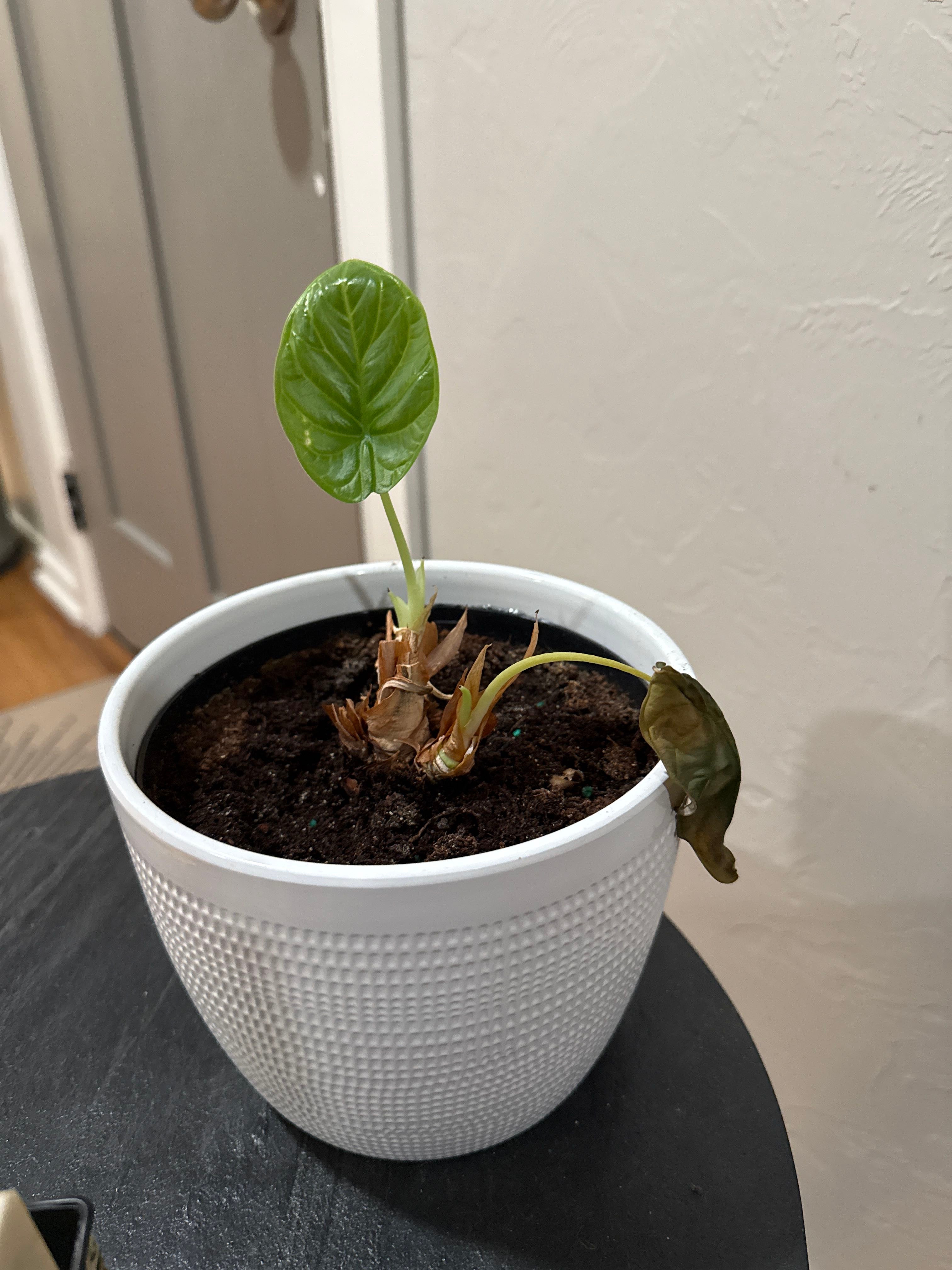 The Complete Alocasia 'Venom' Plant Care Guide: Water, Light & Beyond