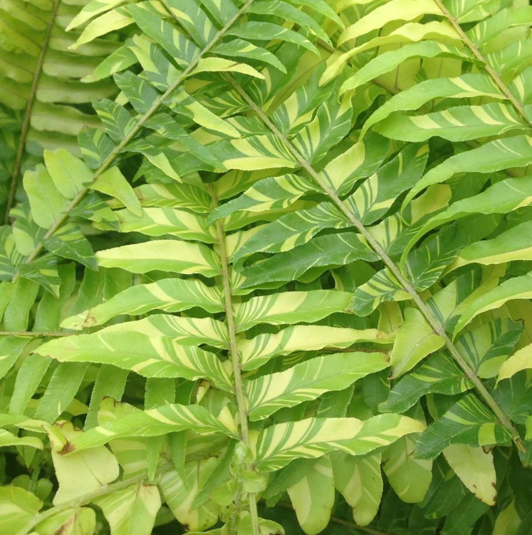 🐅 Light Requirements For Your Tiger Fern