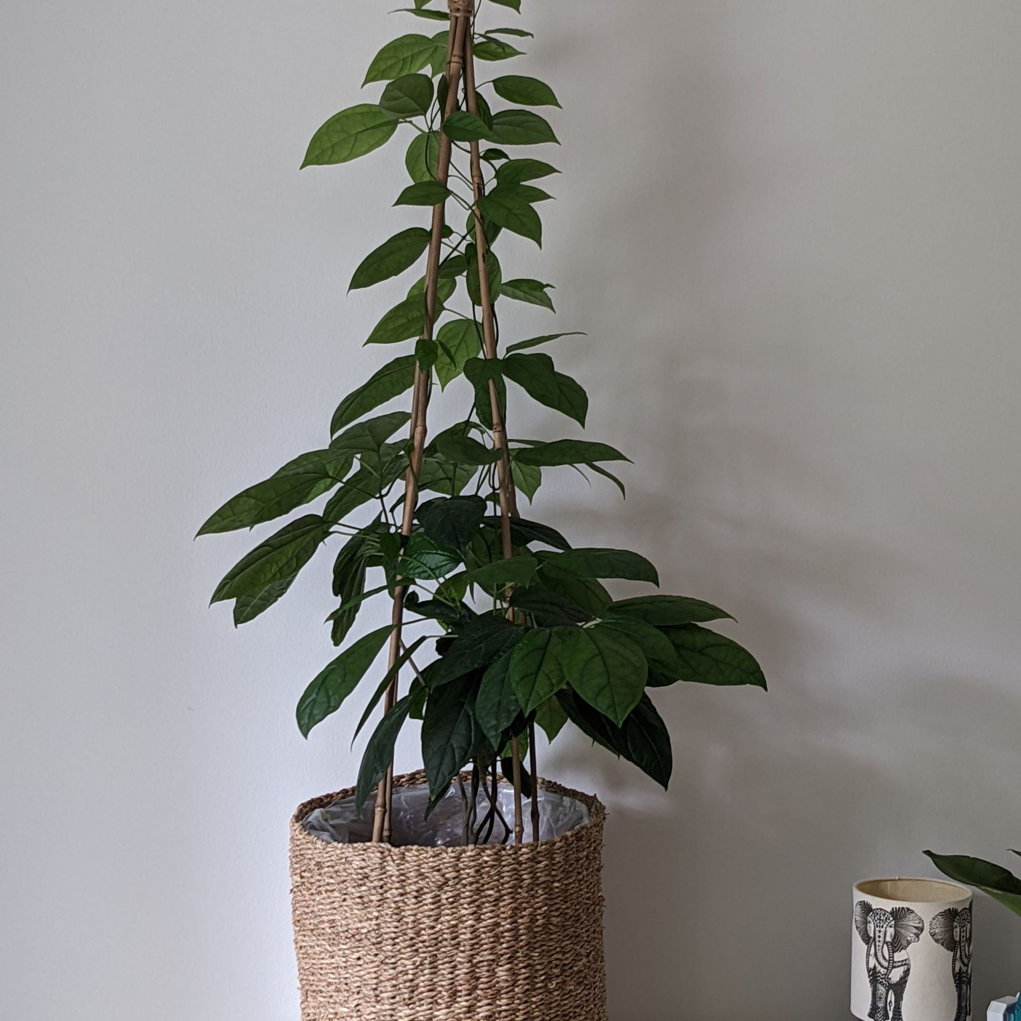 What To Do About Bugs on My Bleeding Heart Vine? 🐛