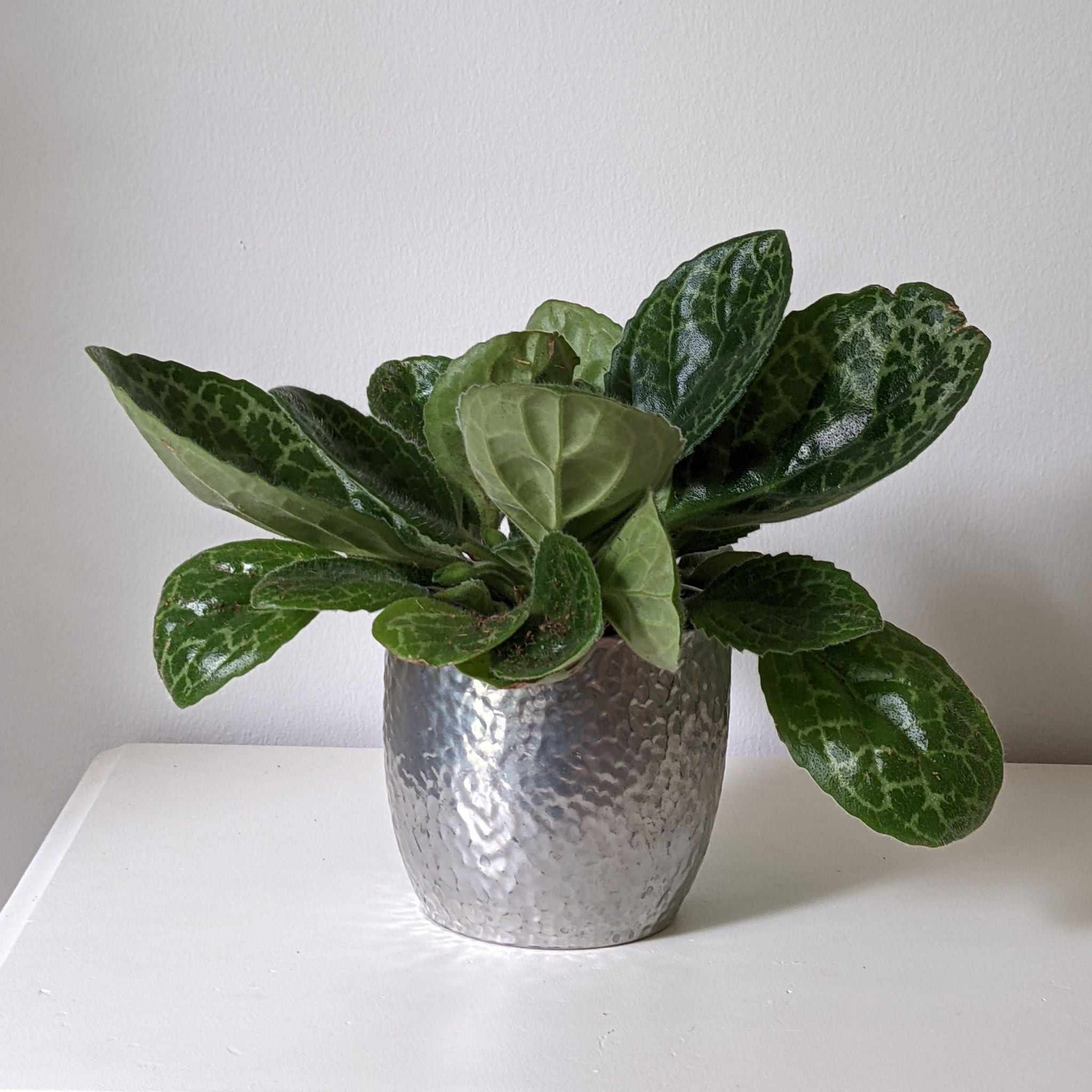 Personalized Streptocarpus 'Pretty Turtle' Care: Water, Light ...