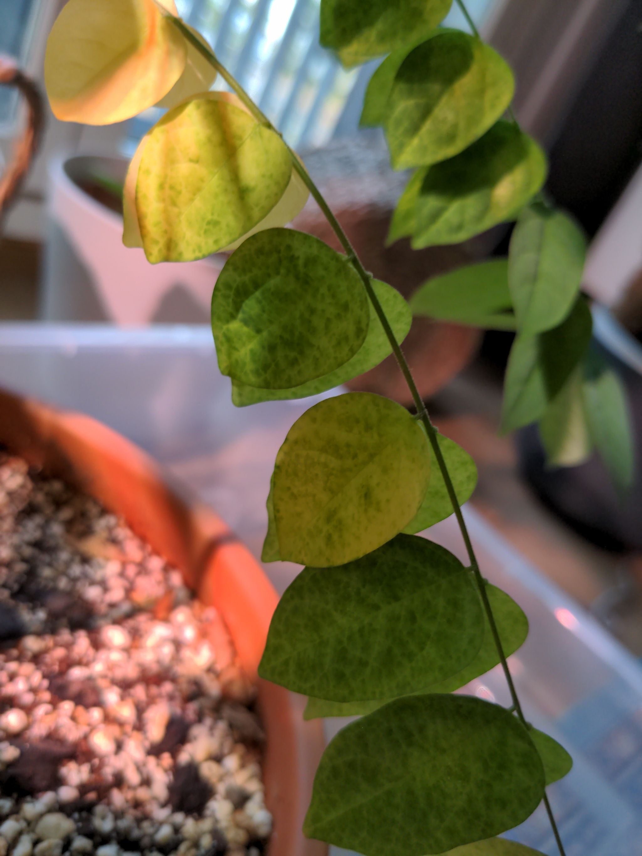 10 Tips for How to Plant Bilimbi 🍈