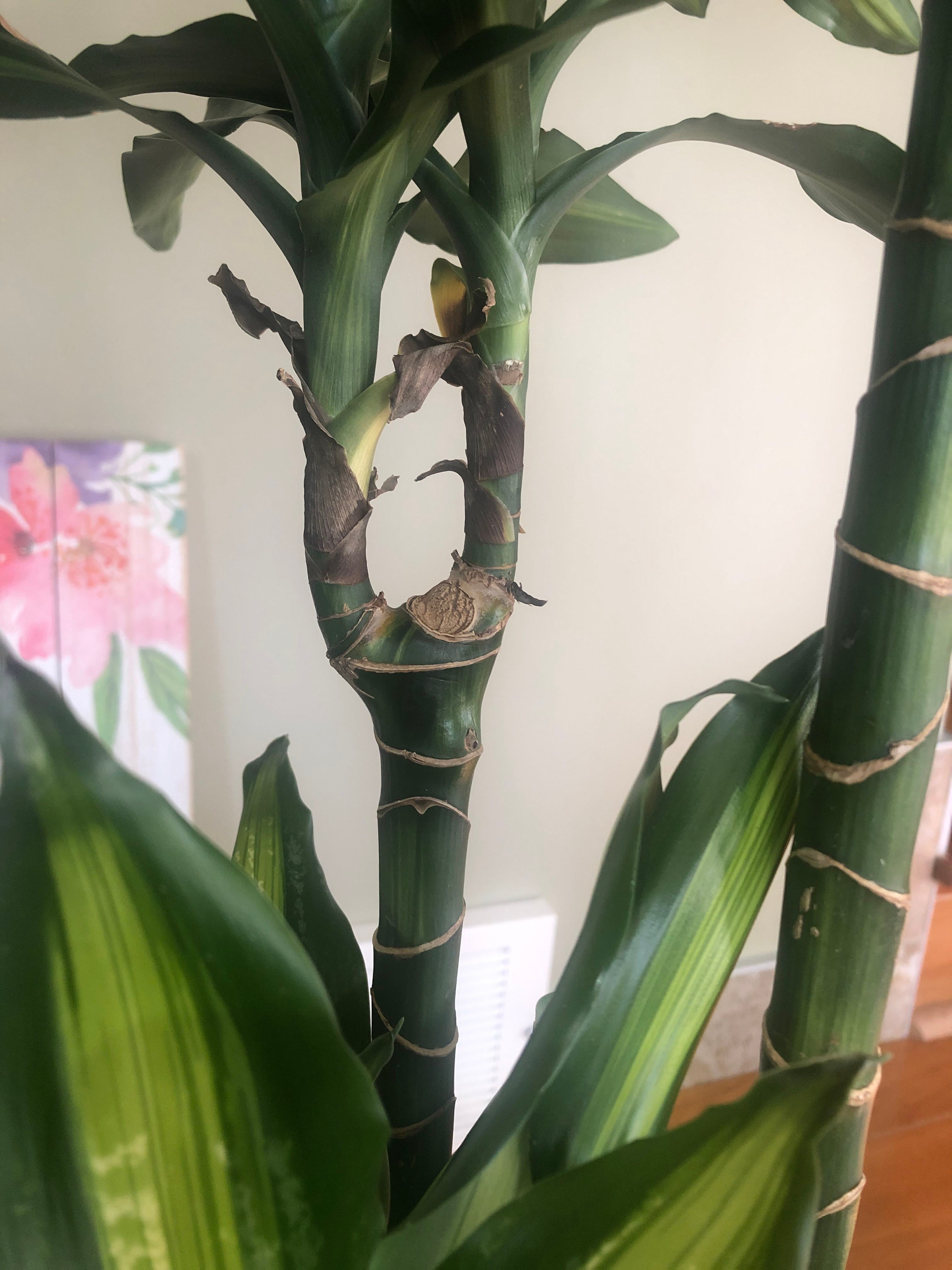 Dracaena Cintho Plant Care: Water, Light, Nutrients | Greg App 🌱