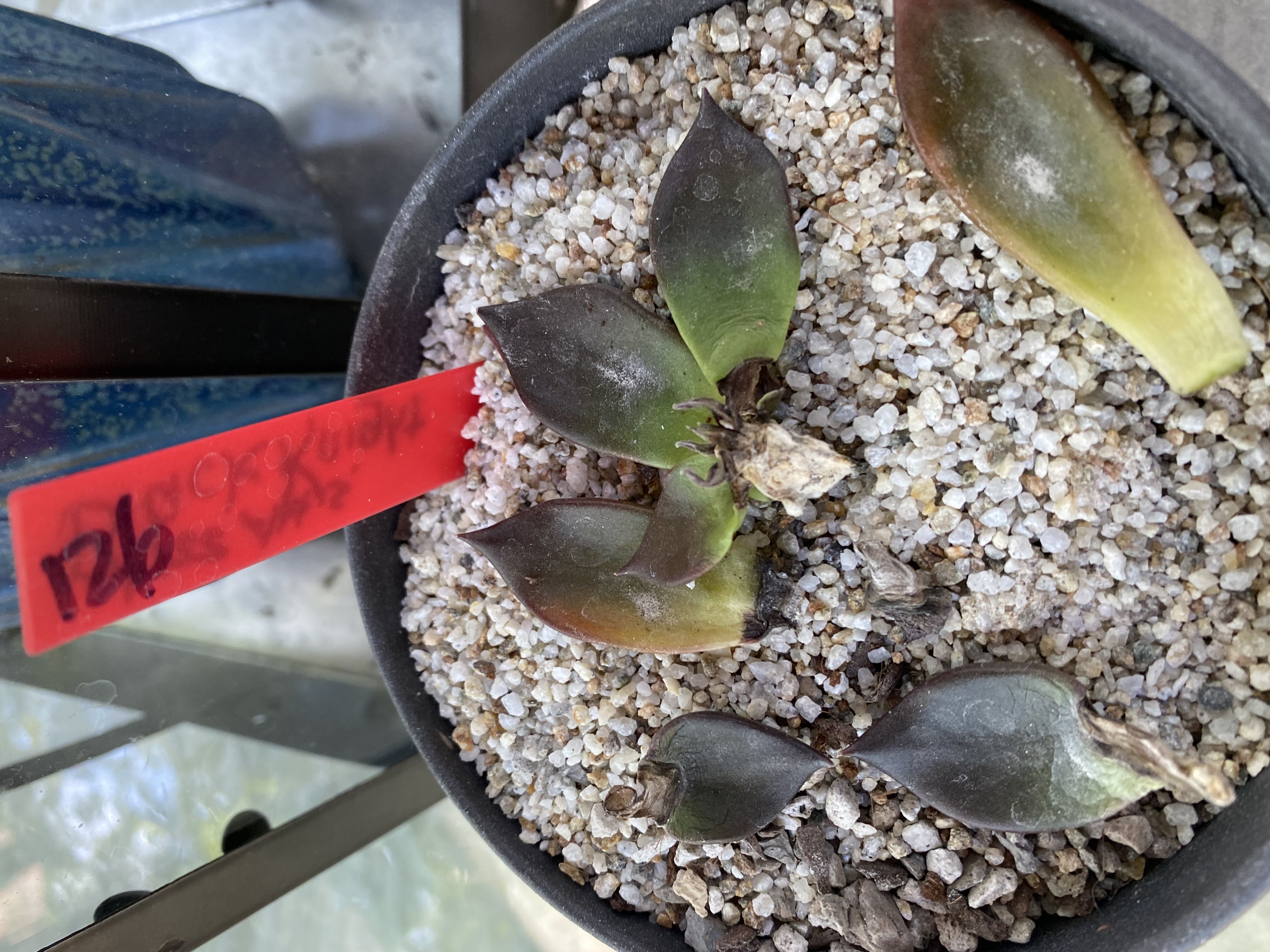 The blackplague and extreme heat: my plant saga