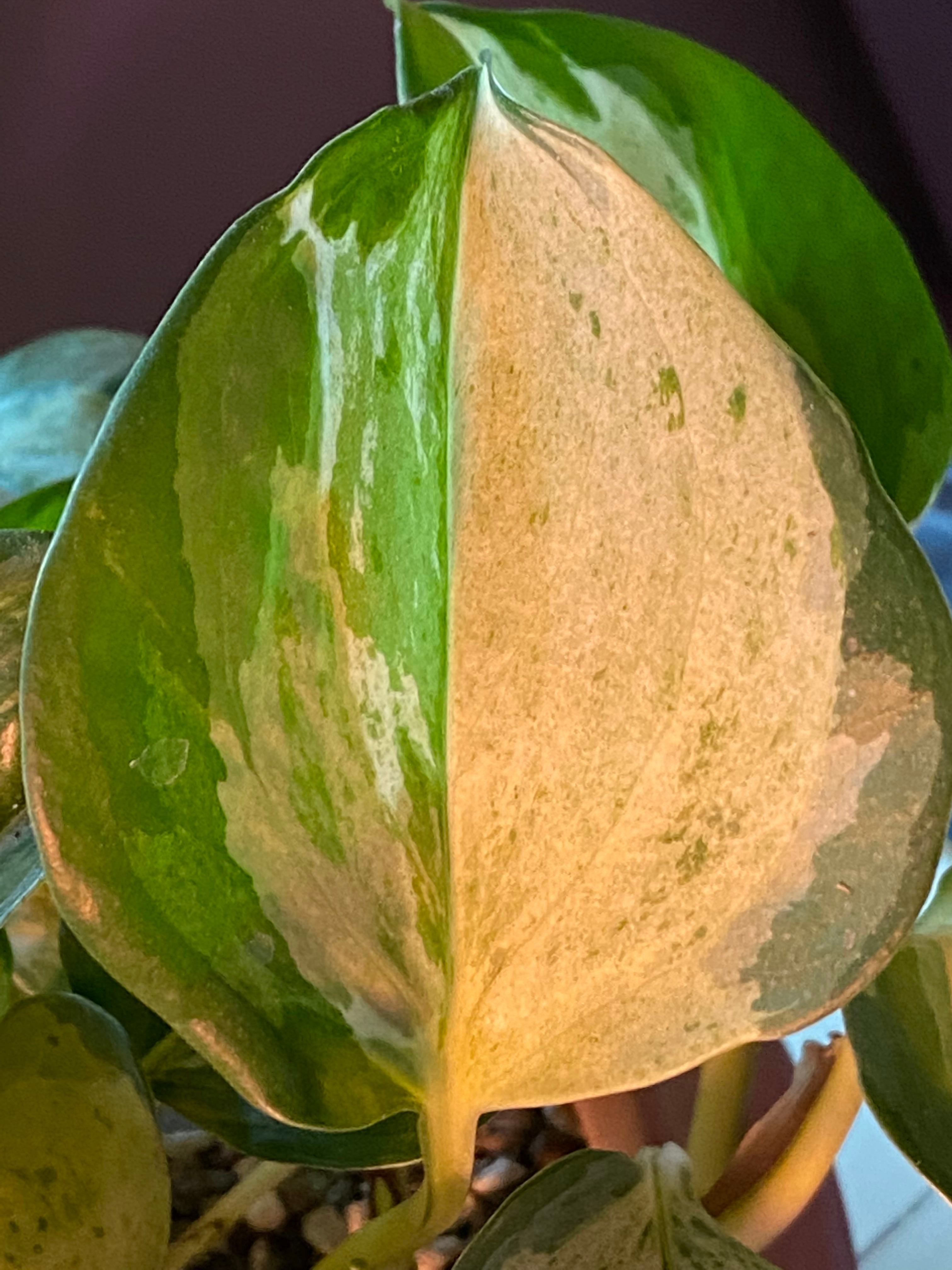 What are these plants and how to care for them?