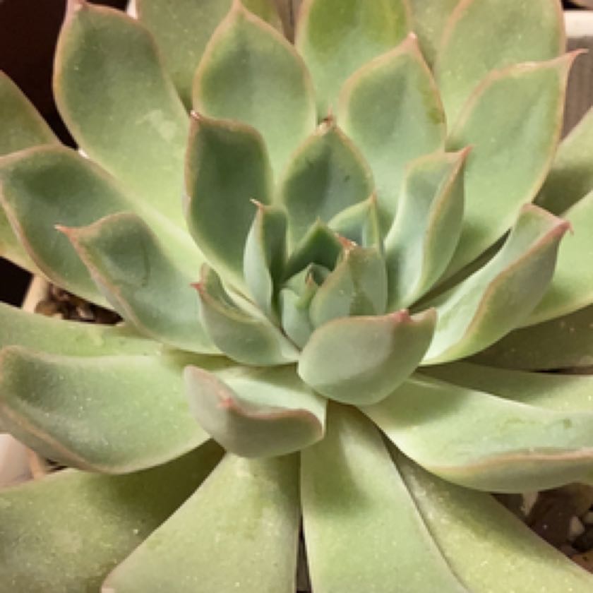 Enon Plant Care: Water, Light, Nutrients | Greg App 🌱