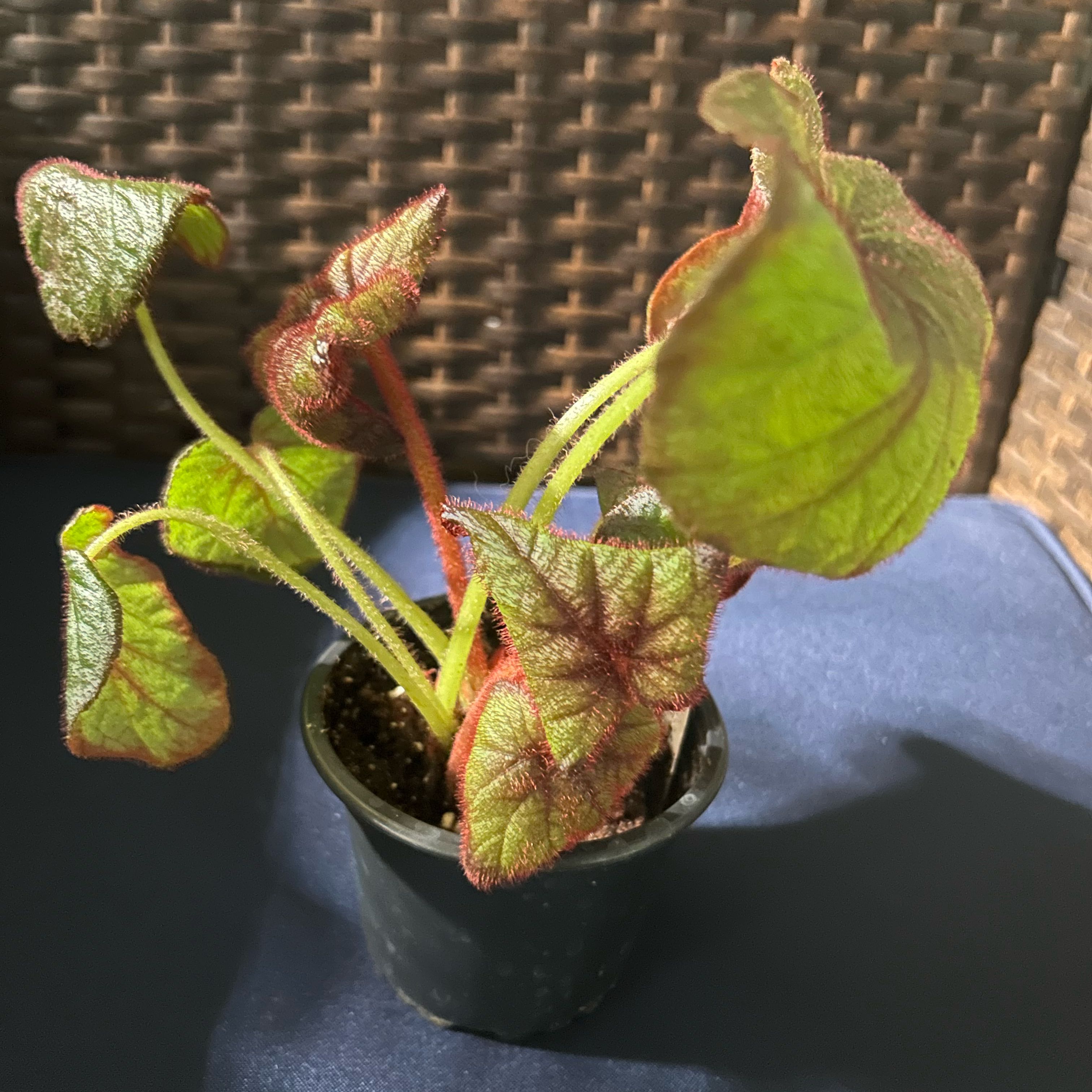 The Complete Begonia 'Curly Fireflush' Plant Care Guide: Water, Light ...