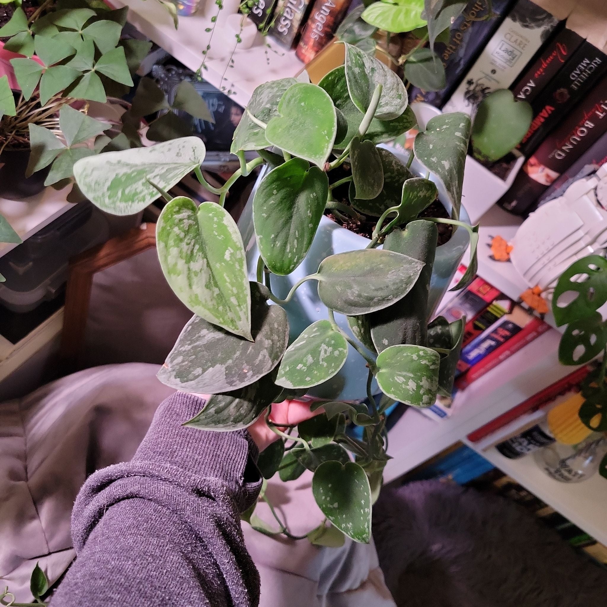 Why Are There Brown Spots on My Silver Anne Pothos Leaves?