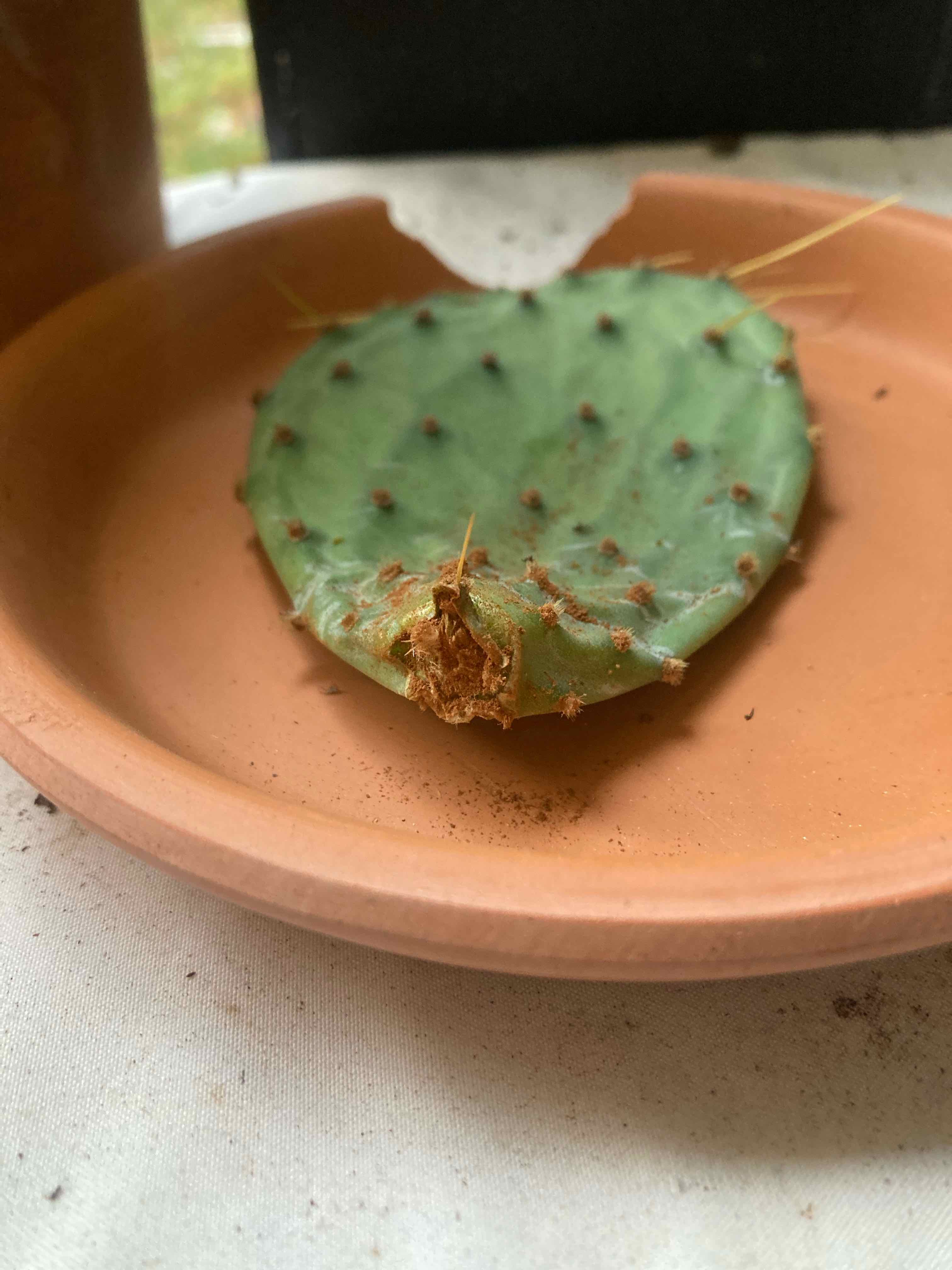 What Are The Bugs on My Consolea macracantha? 🐛