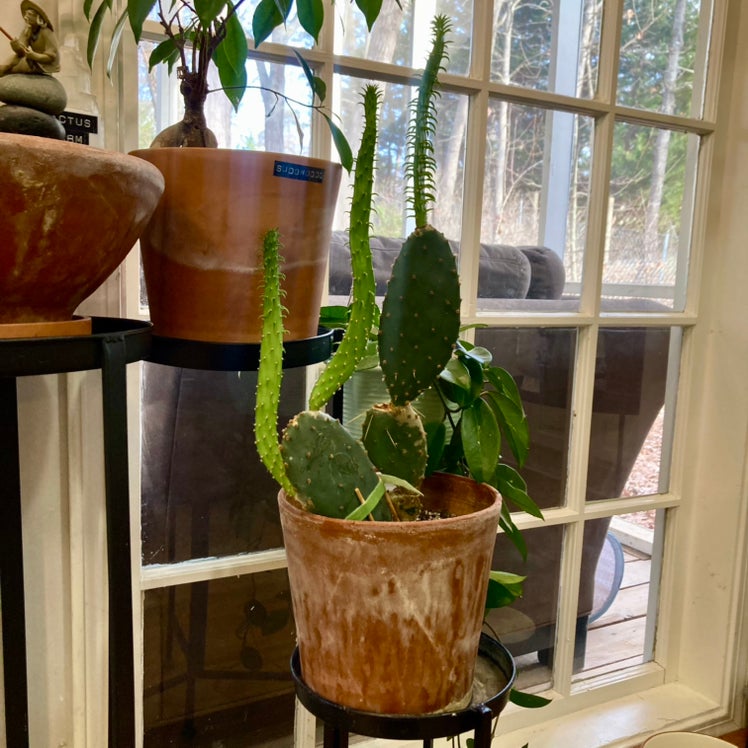 When and Where Should I Trim My Consolea macracantha?