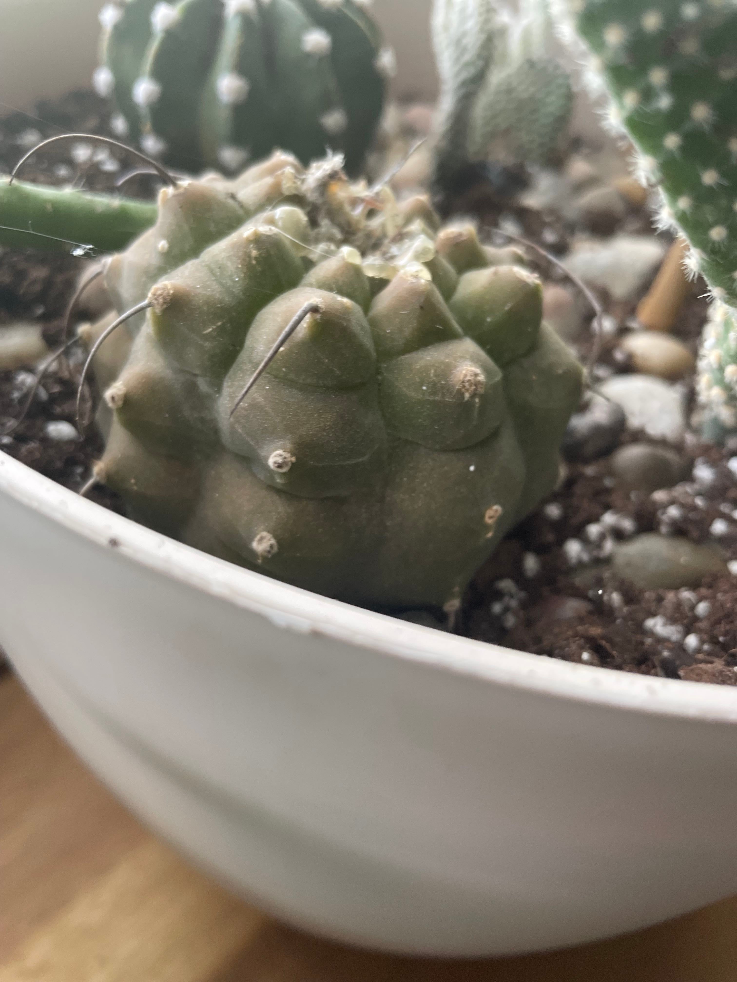The Complete Peyote Plant Care Guide: Water, Light & Beyond