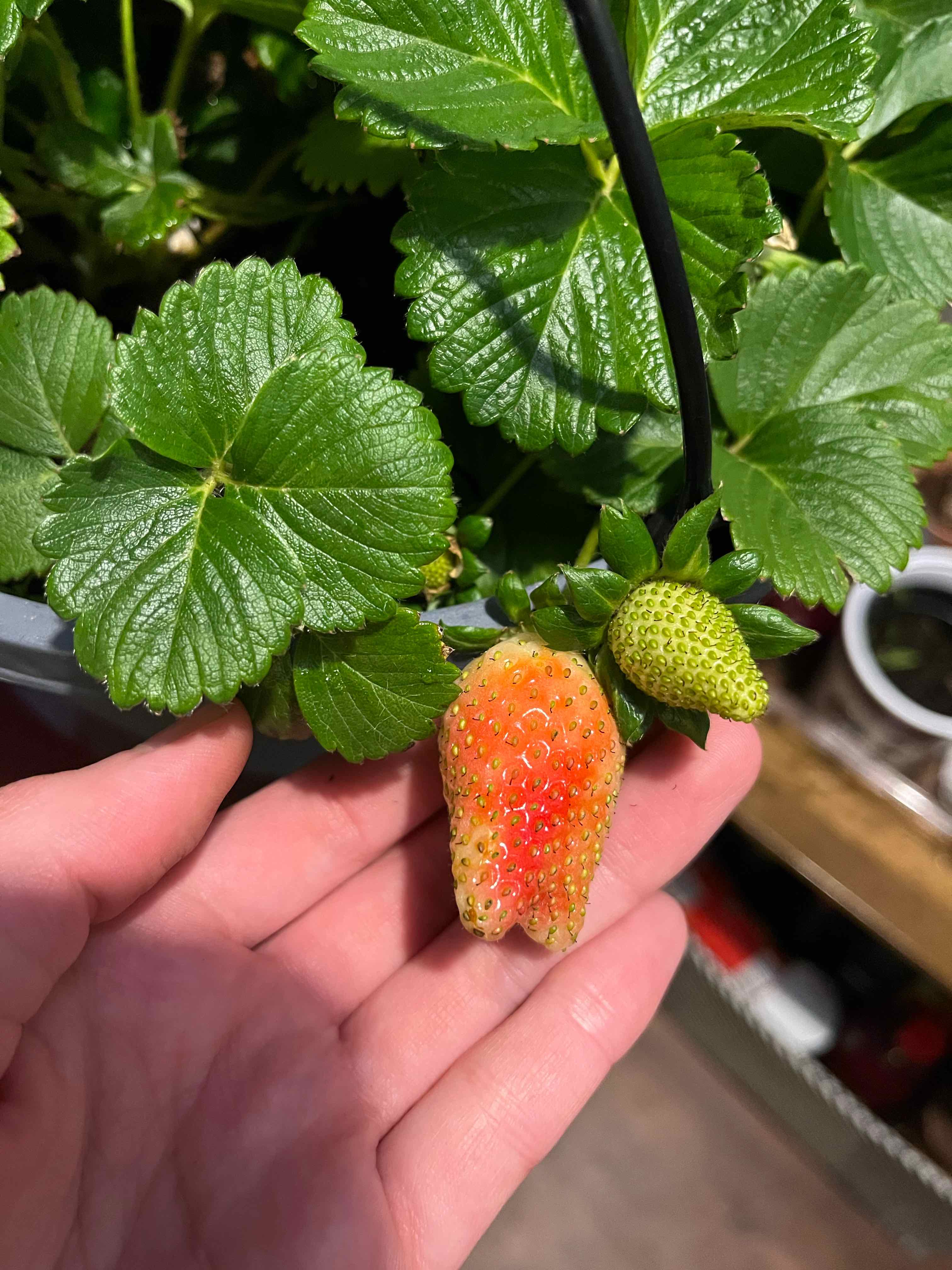 🏖 10 Benefits of Having a Beach Strawberry