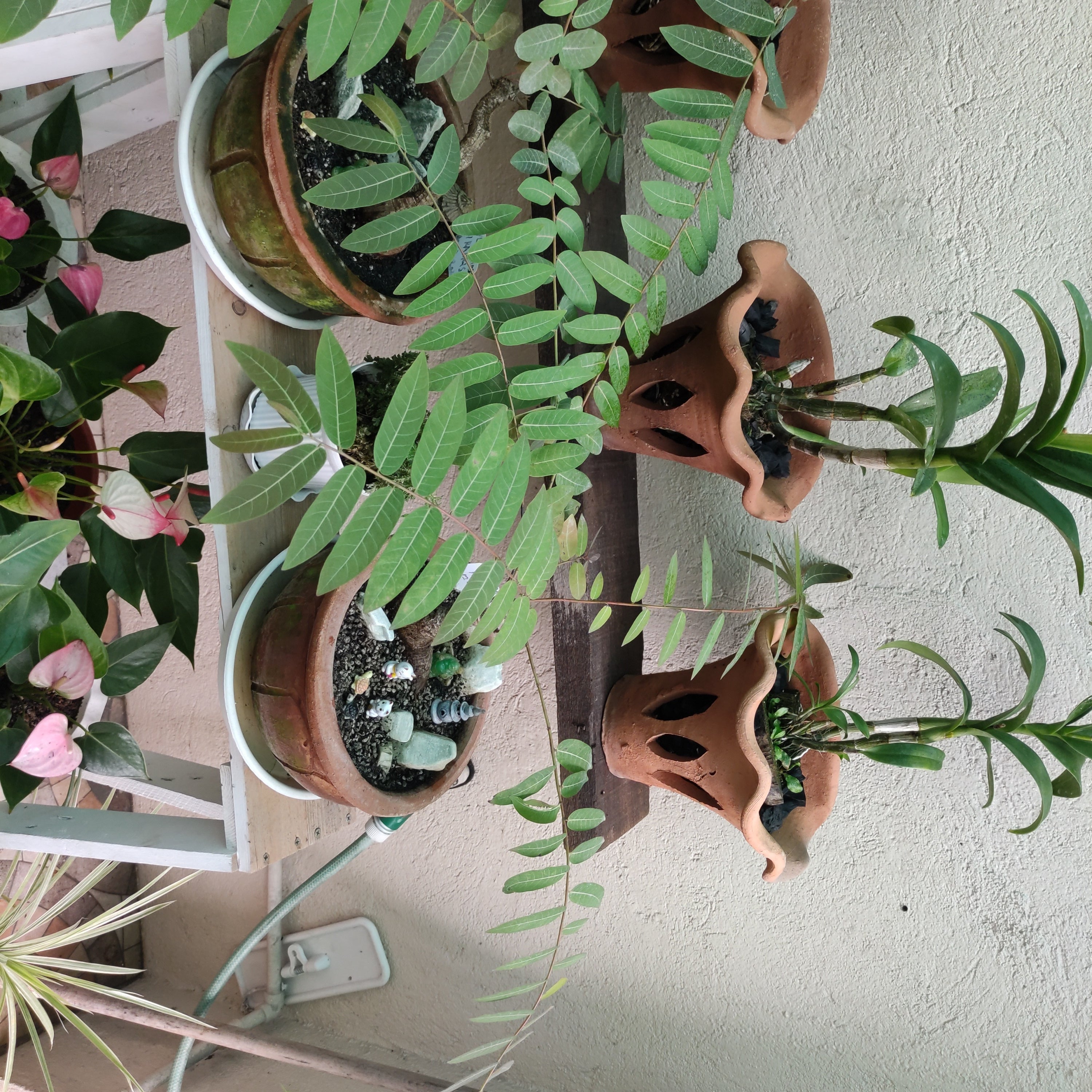 Understanding Phyllanthus rufuschaneyi: The Basics