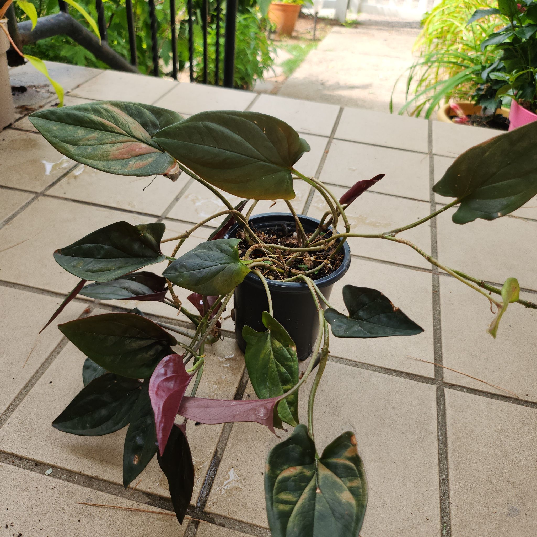 Why Are My Syngonium 'Red Arrow' Leaves Curling?