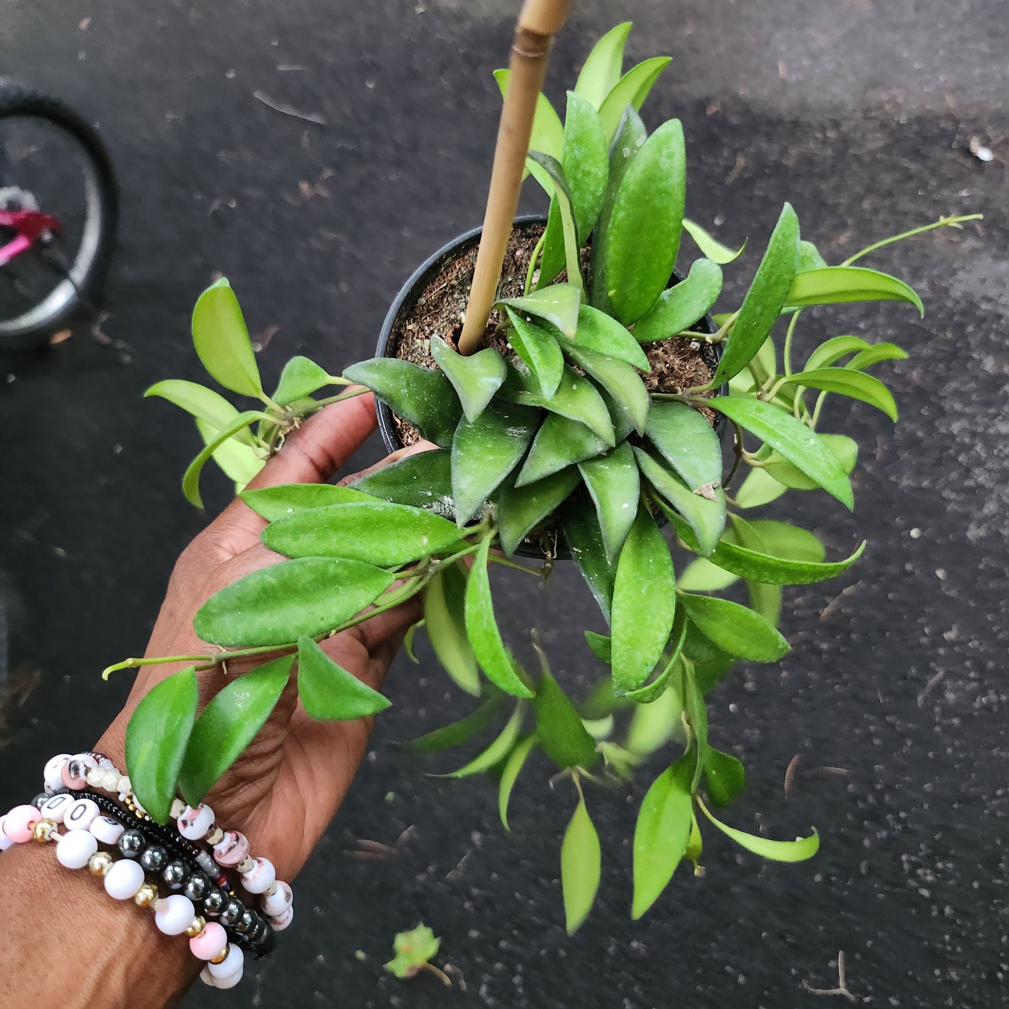 10 Advantages of Having a Hoya 'Rosita'