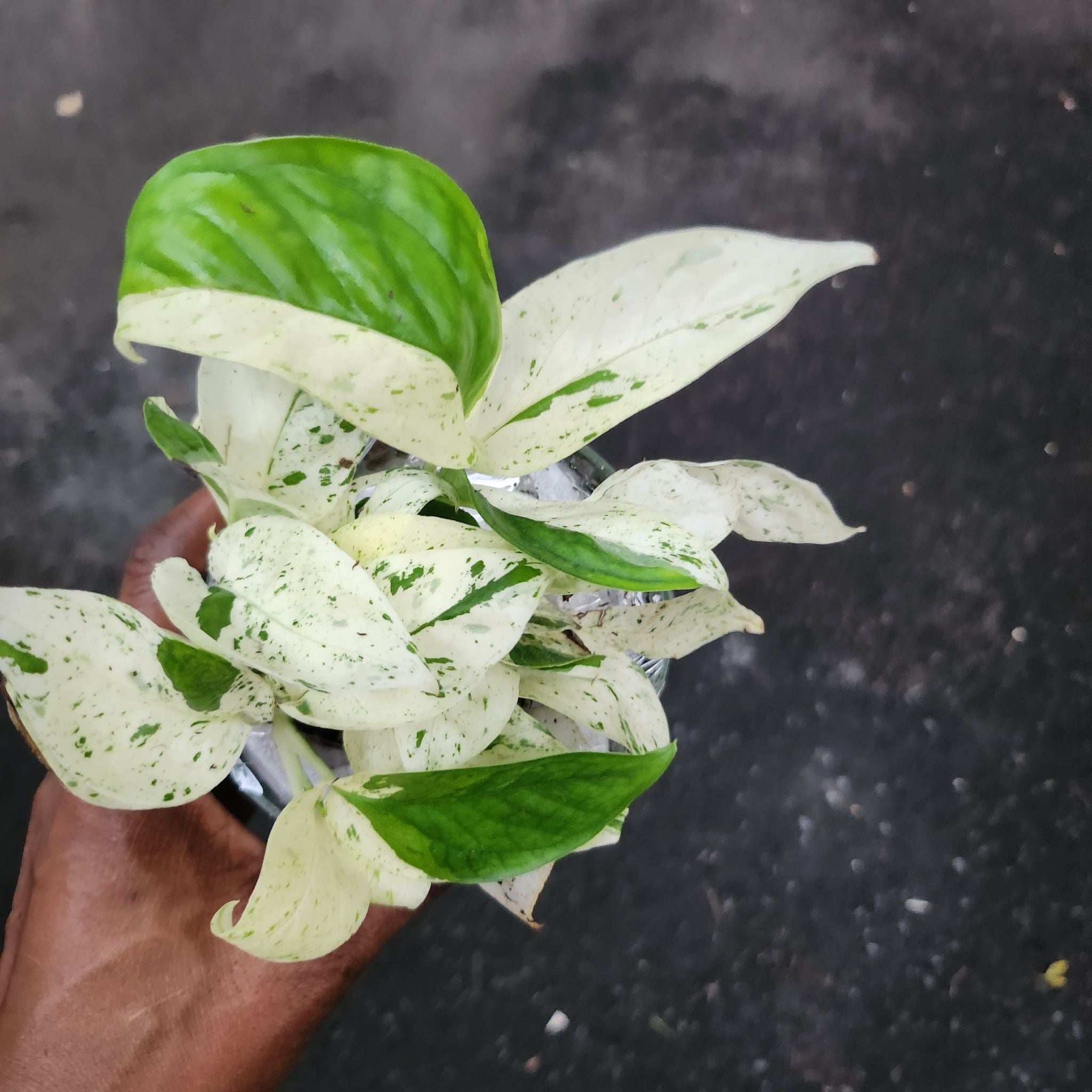 10 Advantages of Having a Marble Epipremnum pinnatum