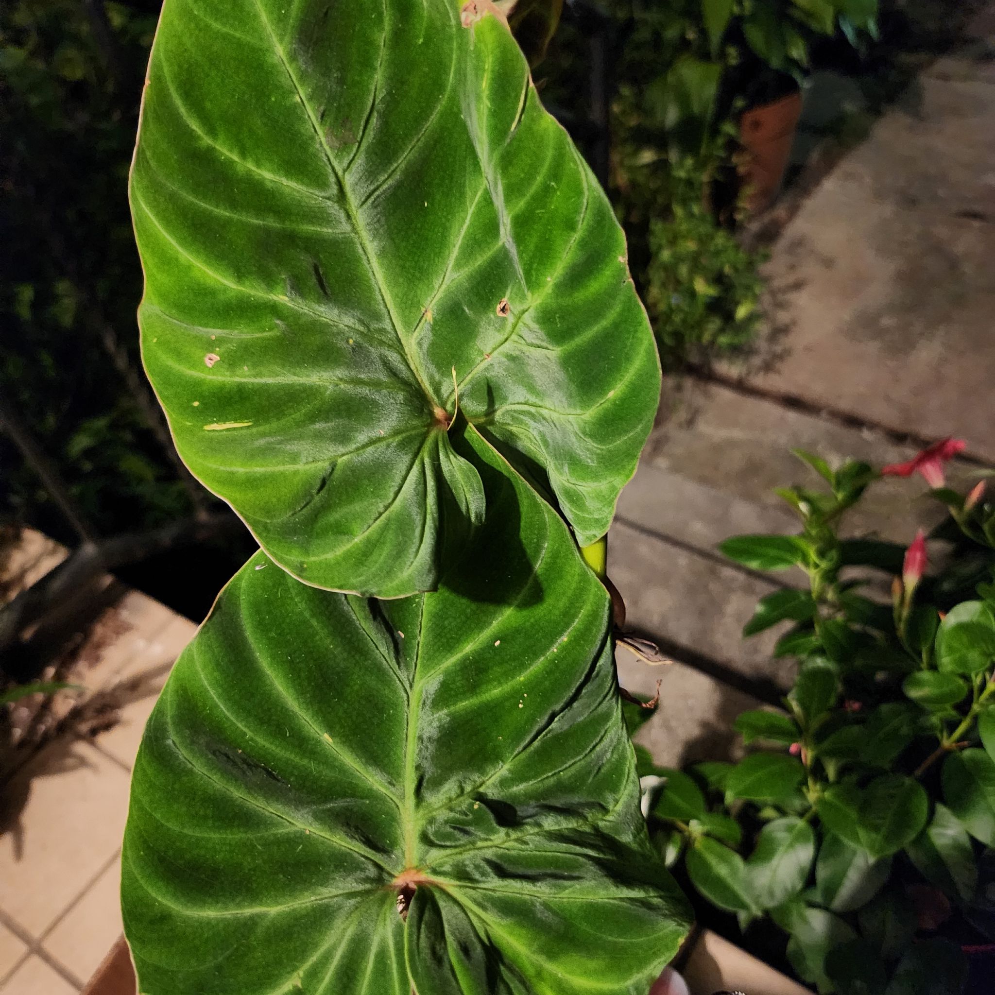 Ecuador Philodendron Fertilizer: How and When to Use It