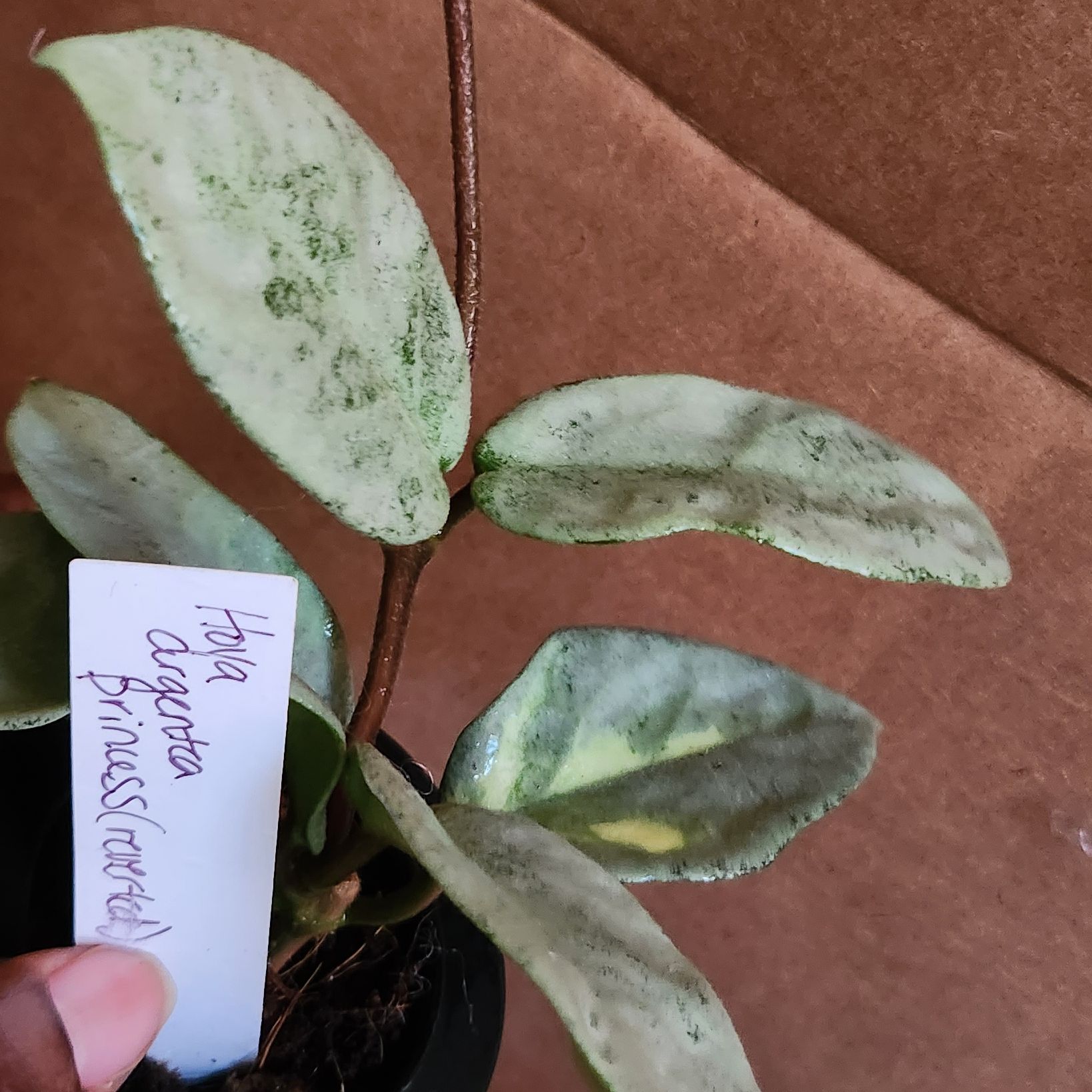 Hoya Argentea Princess Care 101: Water, Light & Growing Tips
