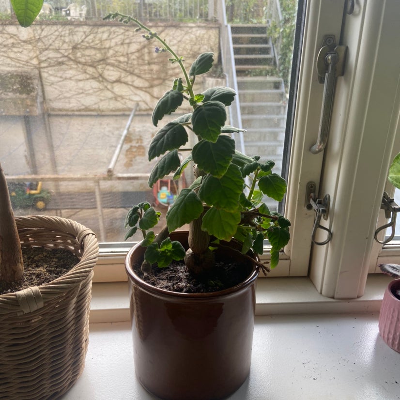 Bonsai mint | A plant by @alba on Greg