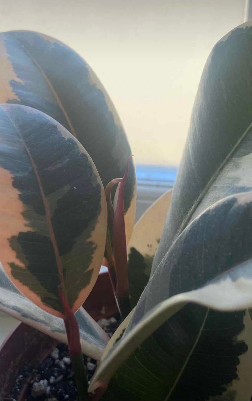 Ficus Decora Plant Care: Water, Light, Nutrients | Greg App 🌱